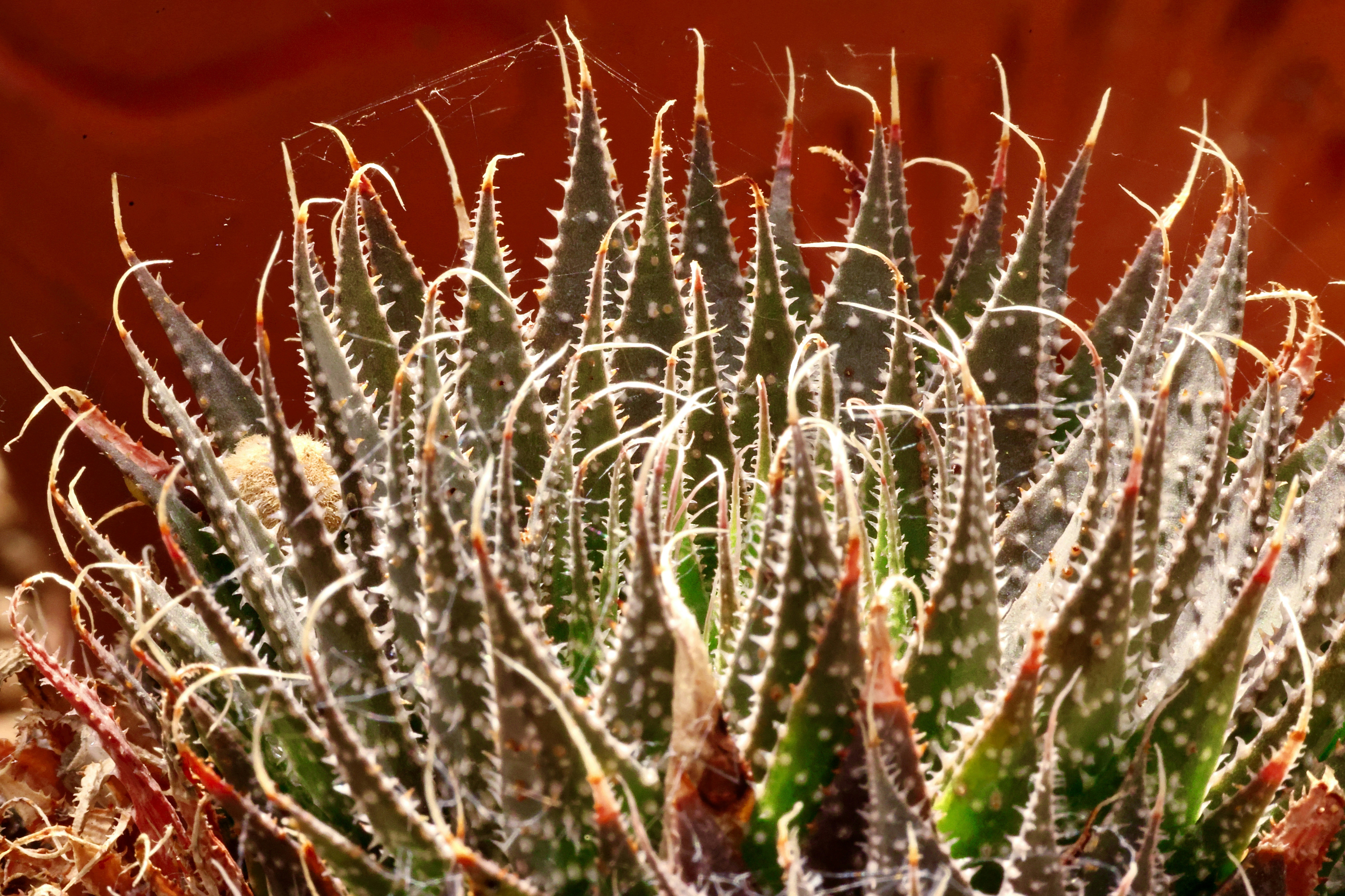 Spiked Green Ices: A Close-Up of a Textured Succulent Crown