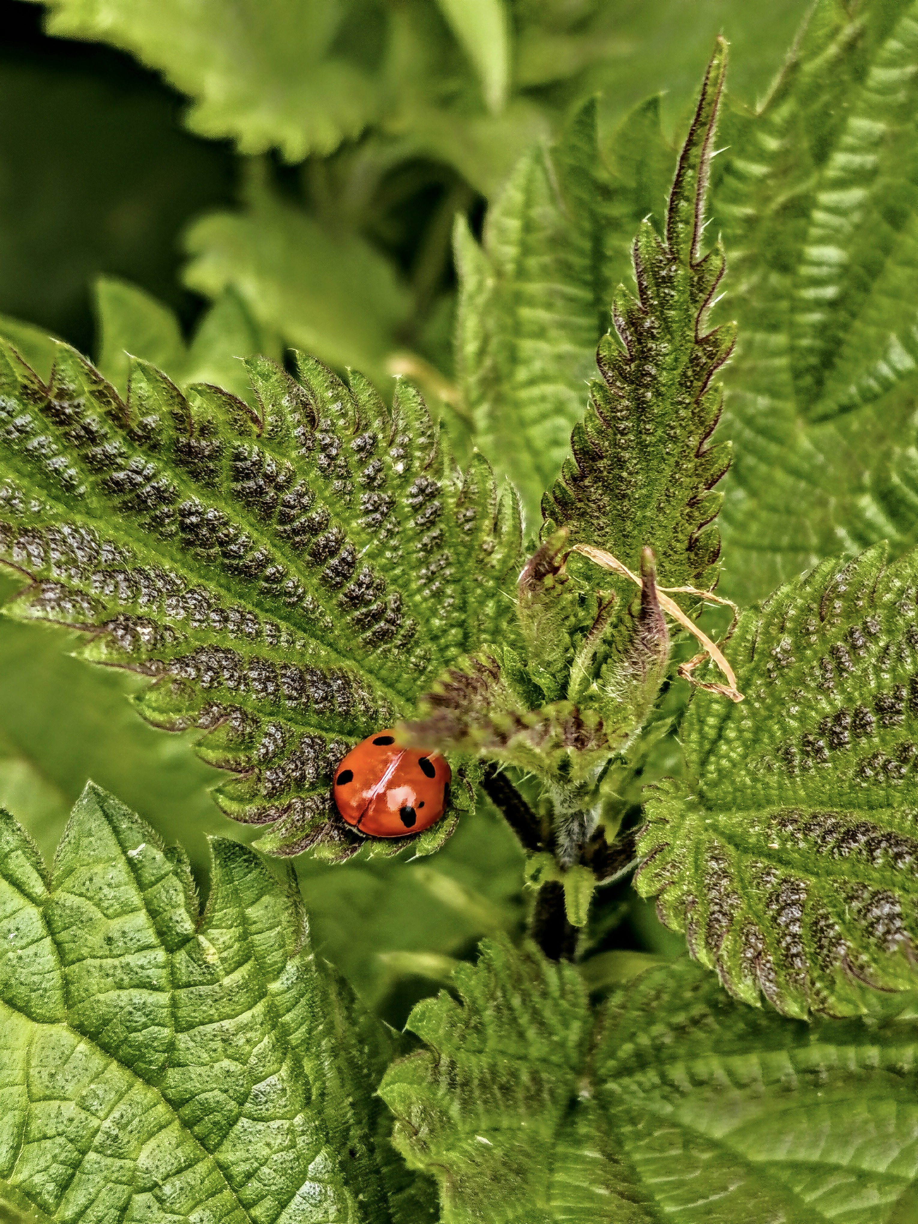 A red ladybug on a vibrant green leaf.
