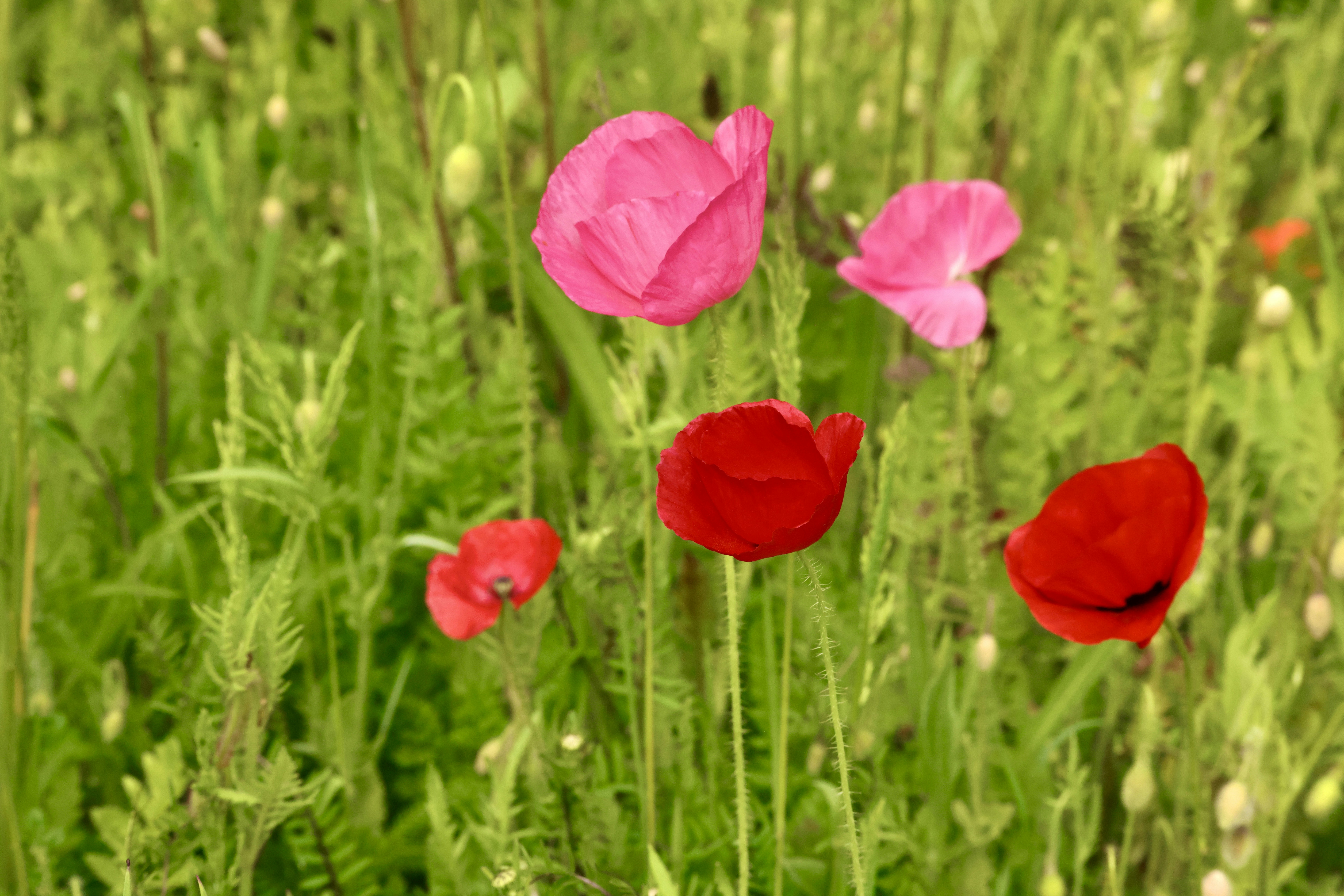 Crimson Poppies in a Sunlit Meadow