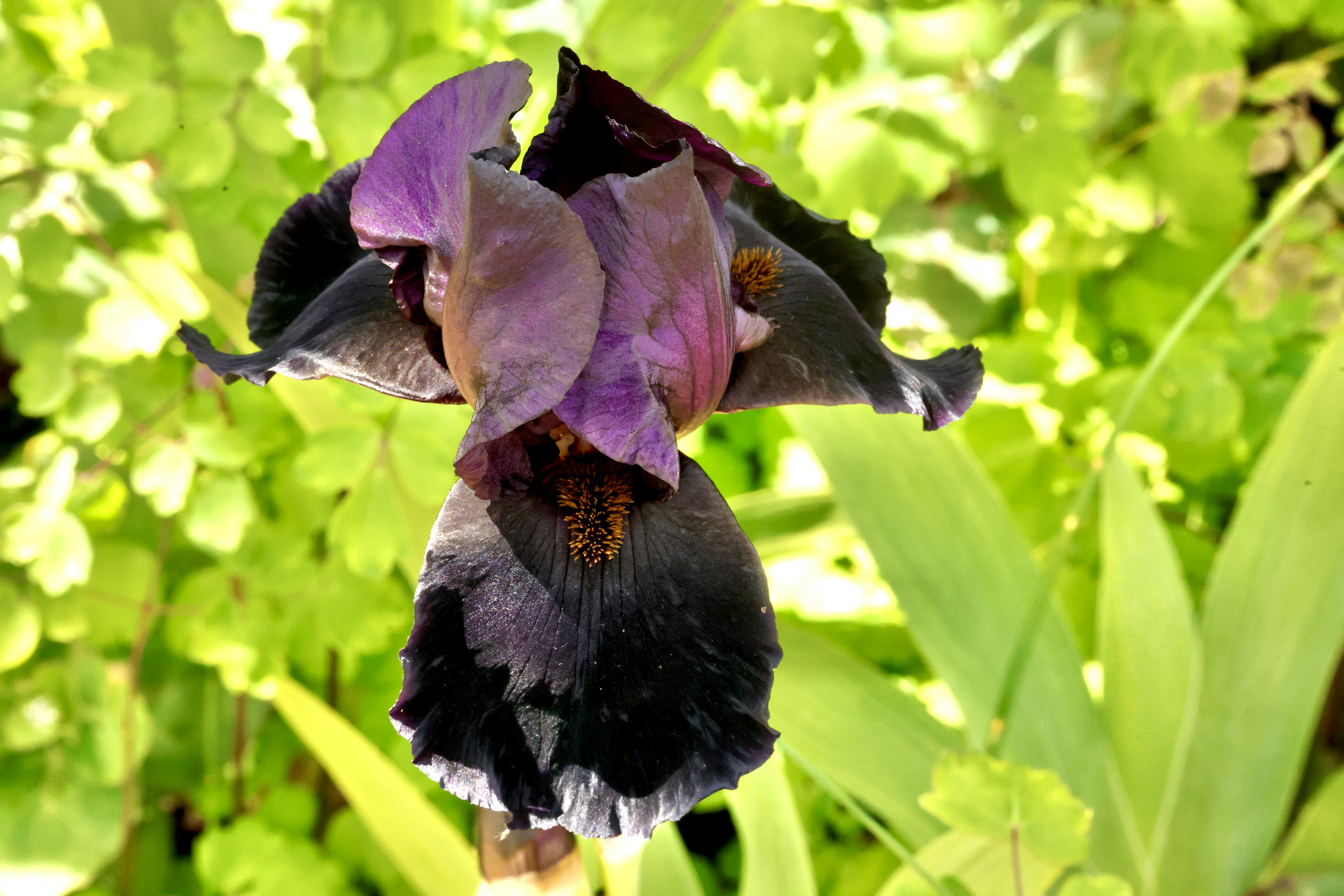 Dark Velvet Iris Against Sunlit Greens