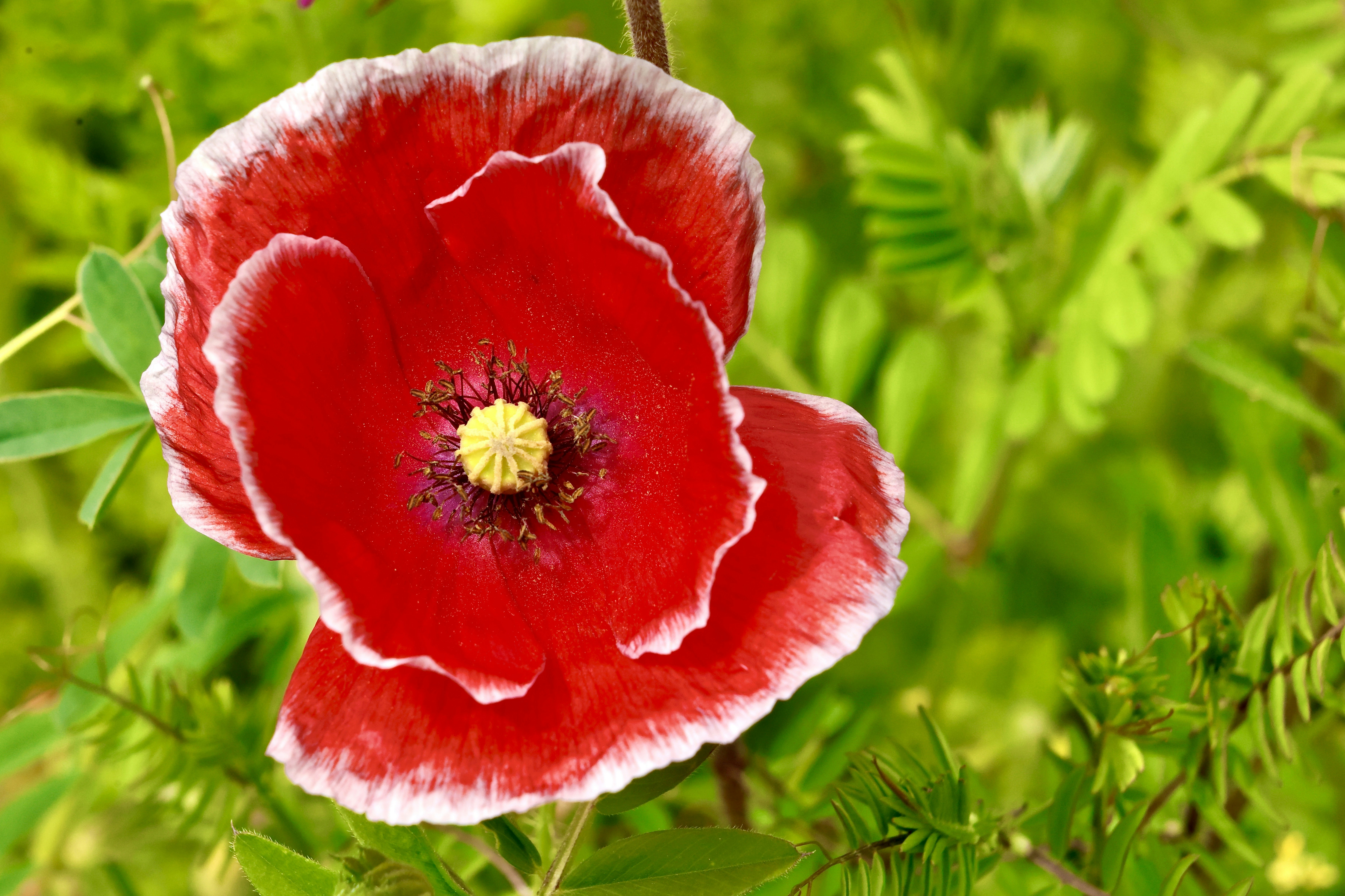 Crimson Petal Spotlight: A Red Poppy in Clear Focus