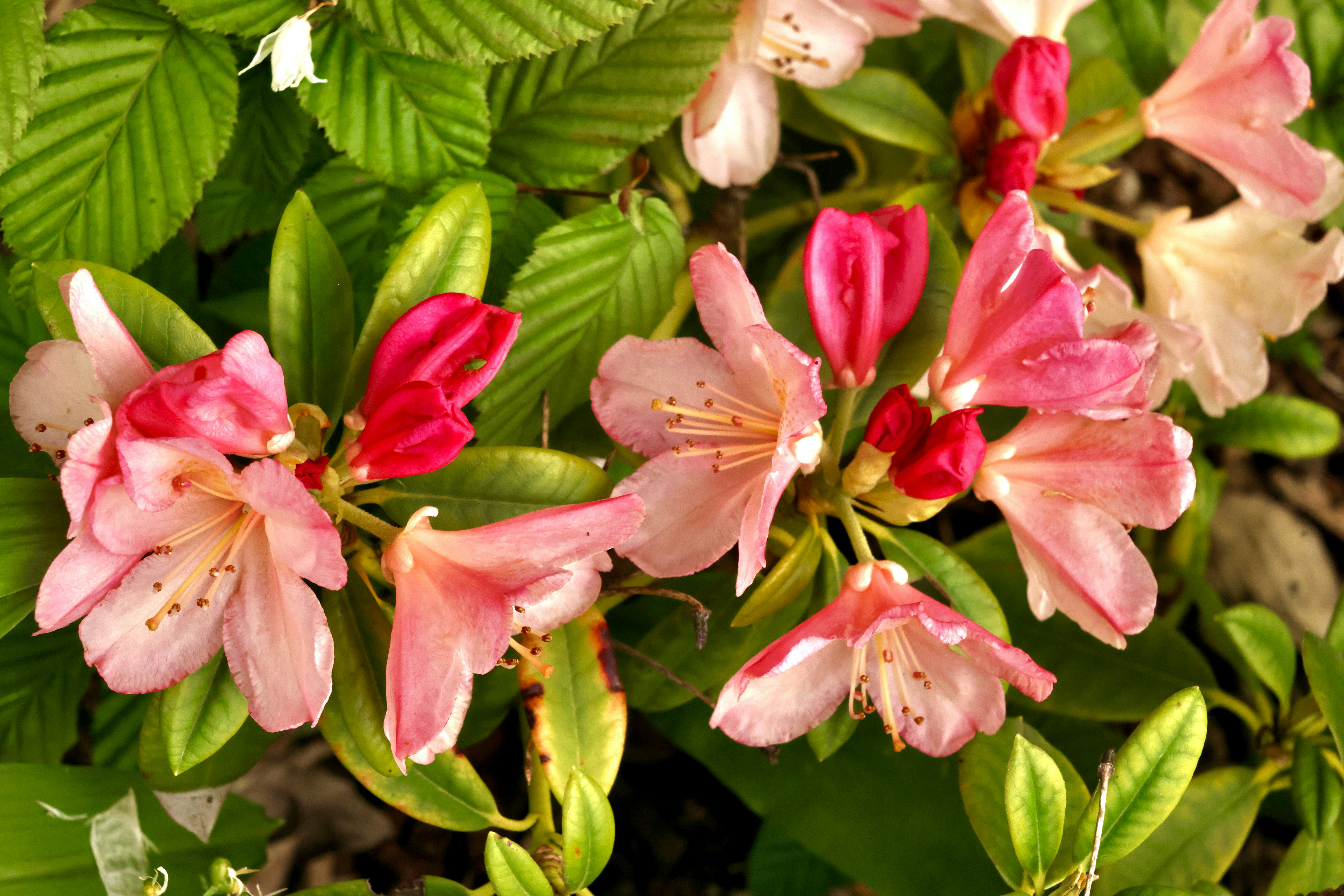 Pink Azalea Burst: Soft Petals Amid Bright Green Foliage