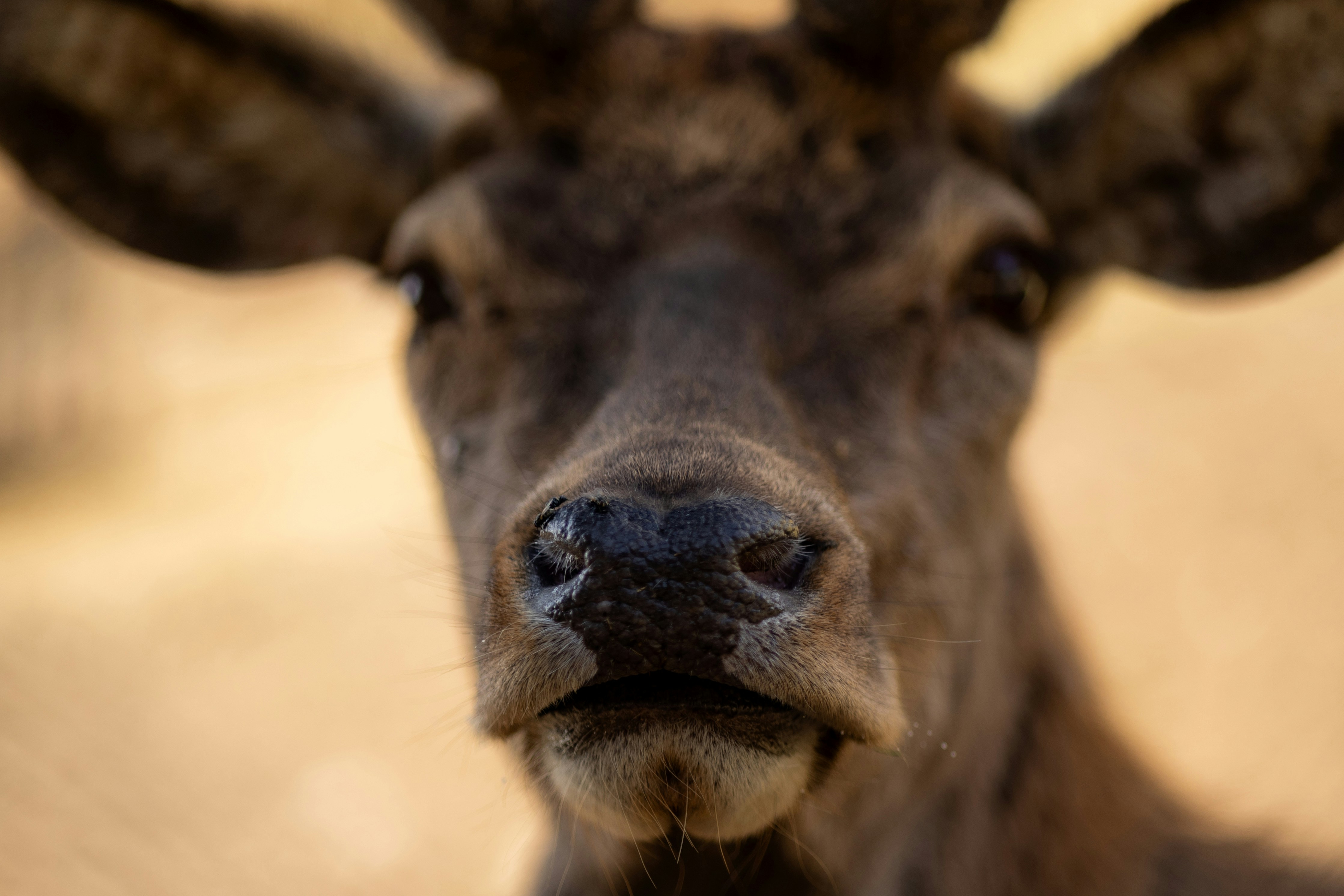 Close-Up of a Deer's Nose: A Quiet Moment in Golden Light