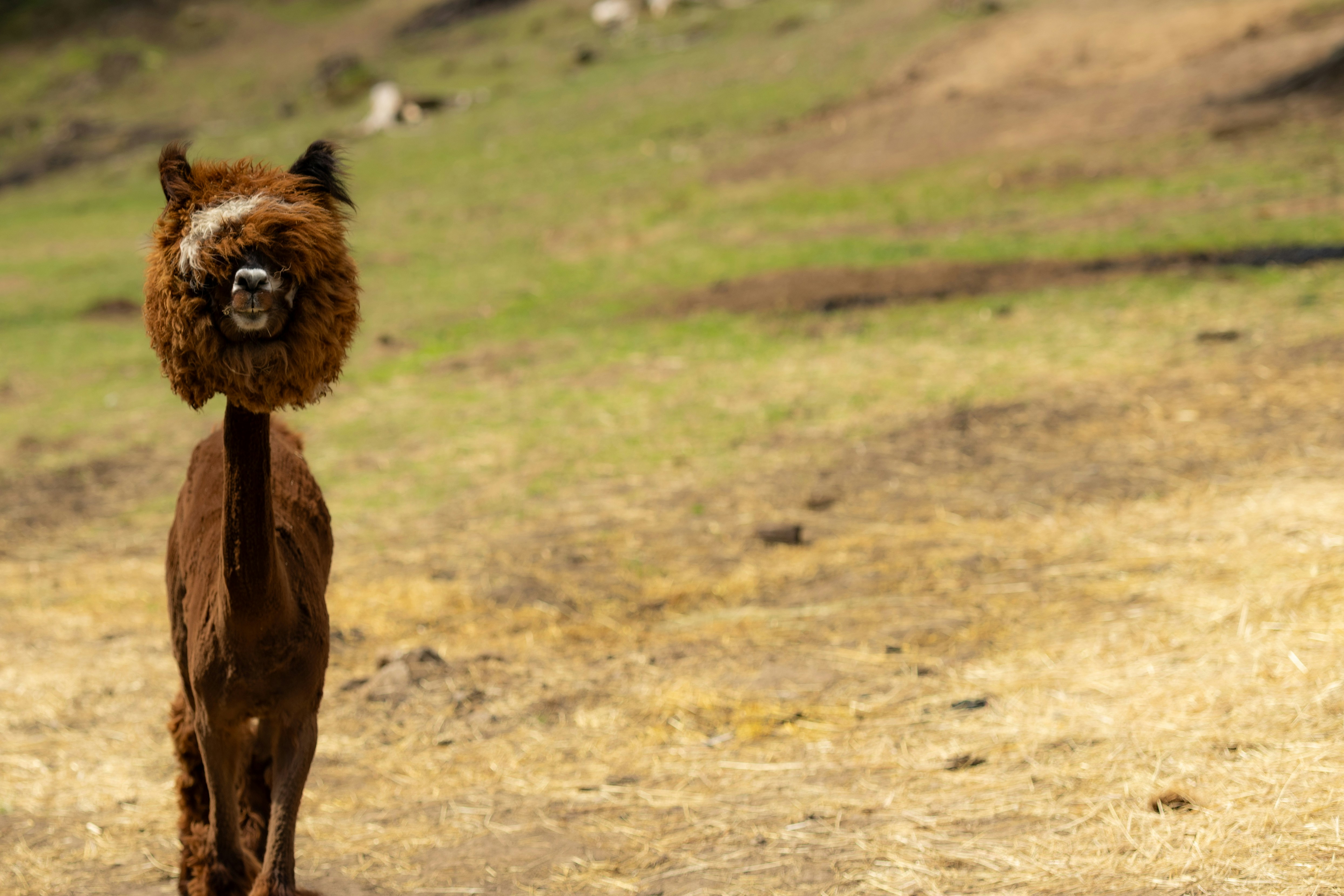 Lone Llama Stares Down the Trail