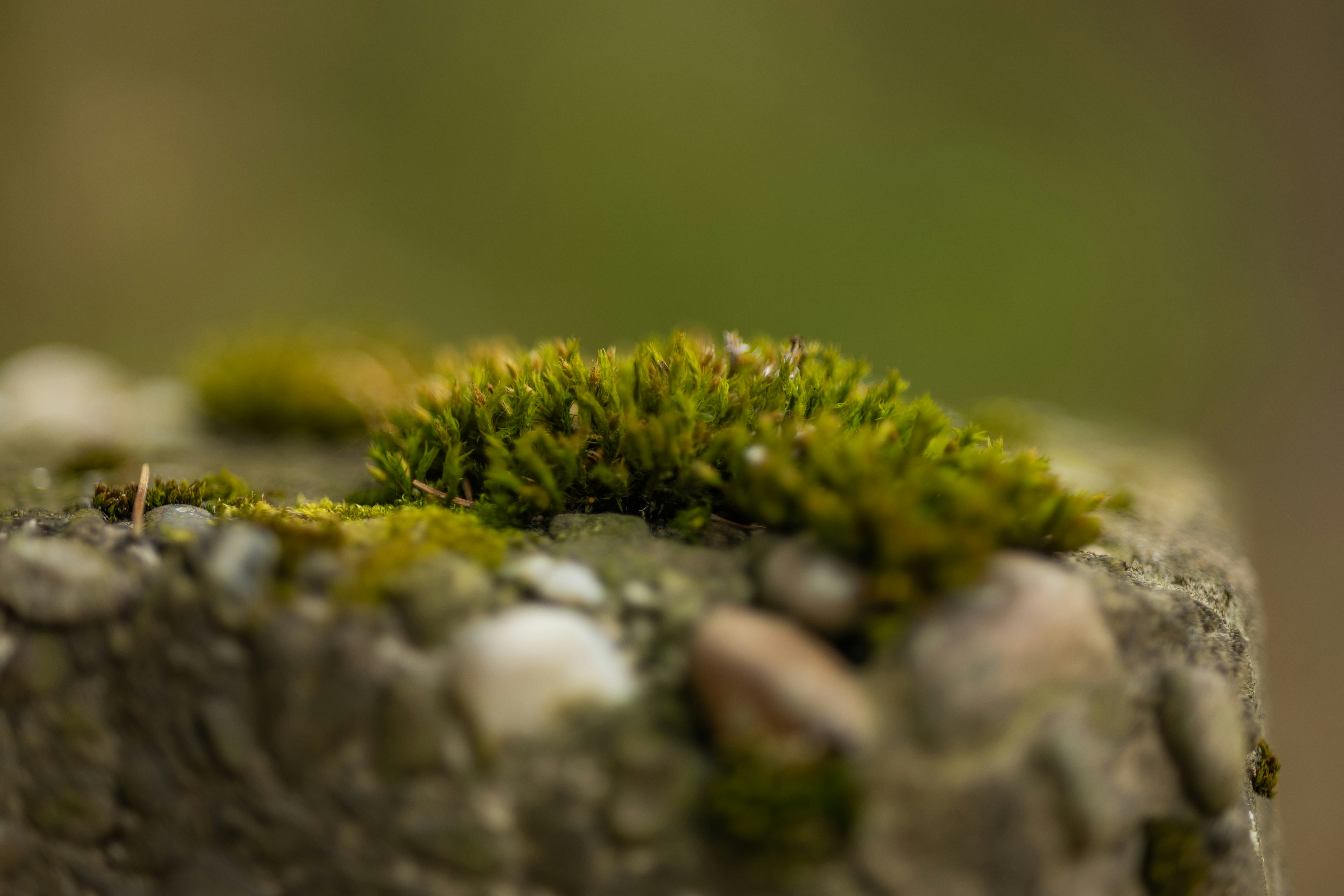 Moss Crest on Weathered Stone