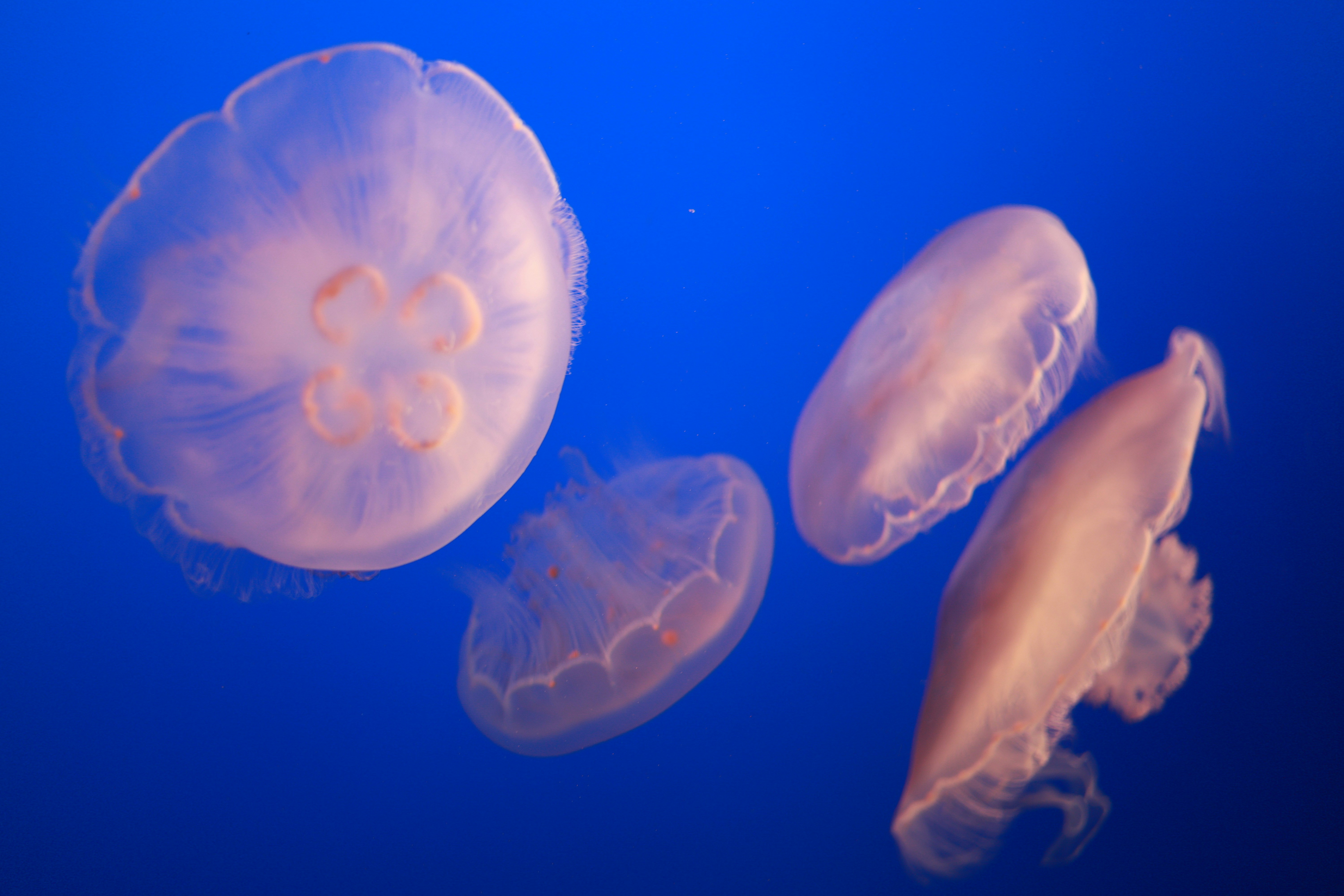 Luminous Jellyfish Chorus in Deep Blue