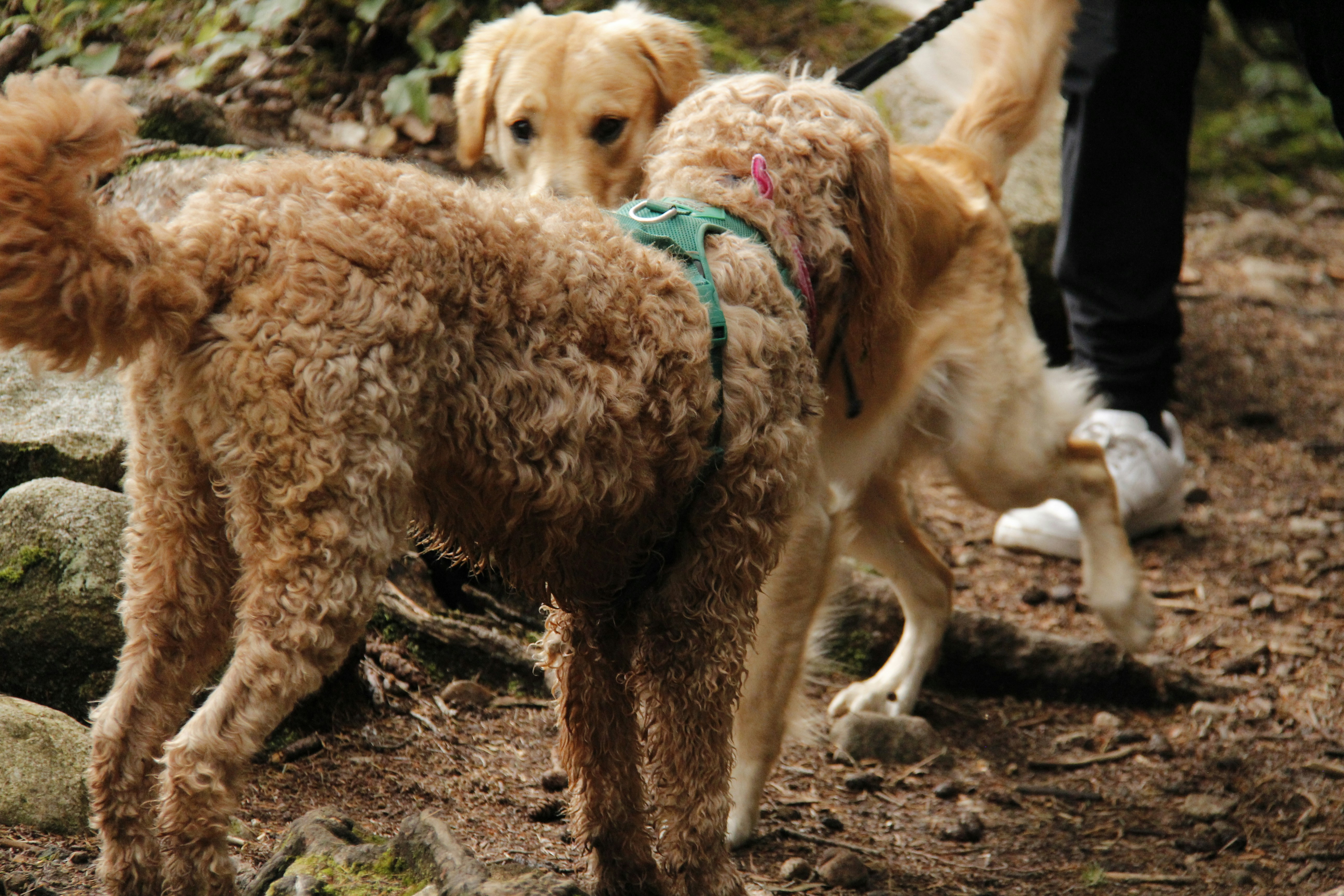 Two curly-coated dogs sniff each other on a forest trail, with a third dog and a person’s legs in the background, captured in warm, earthy tones.