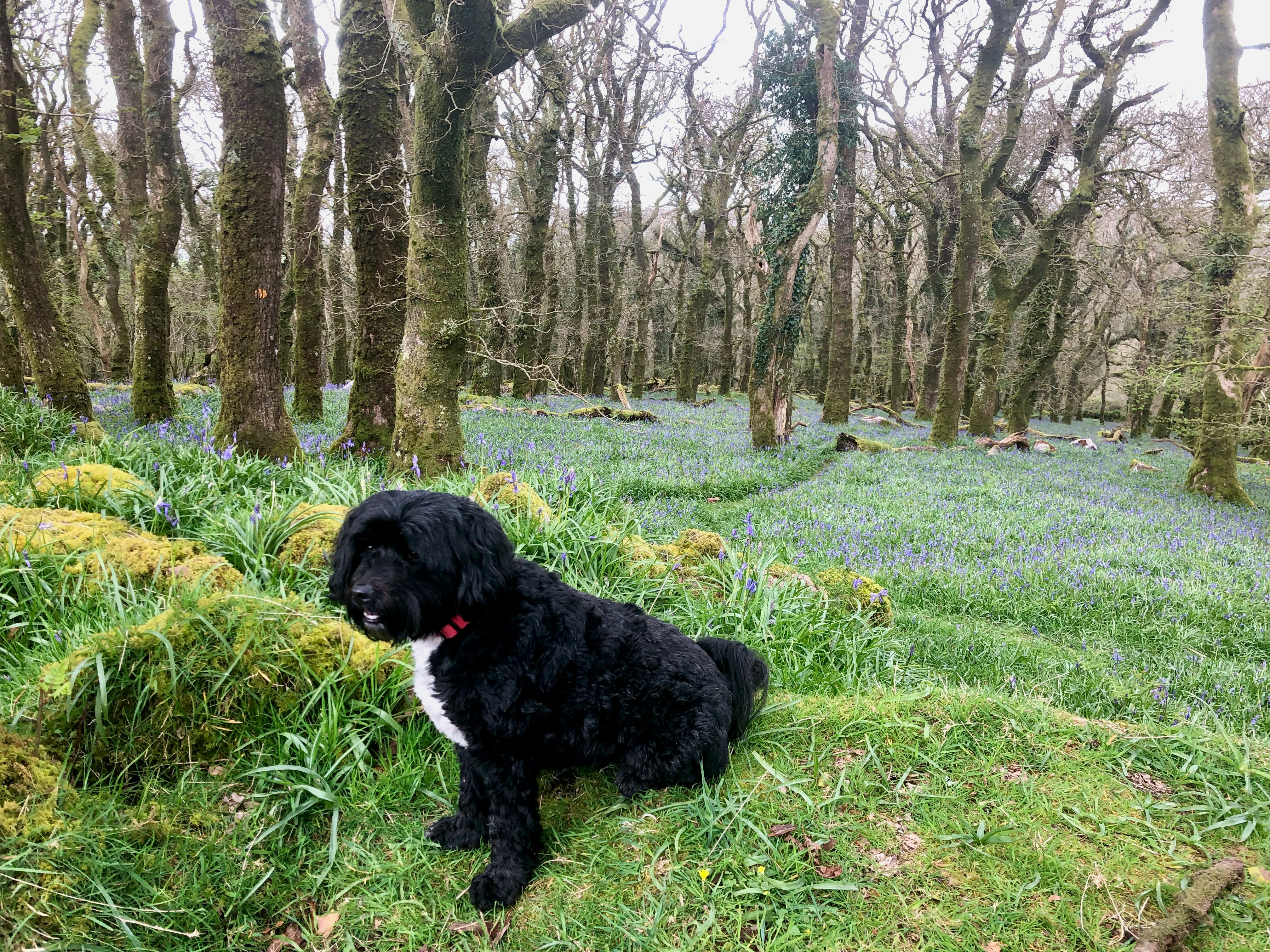 Black Pooch Amid Bluebell Carpet in Spring Wood
