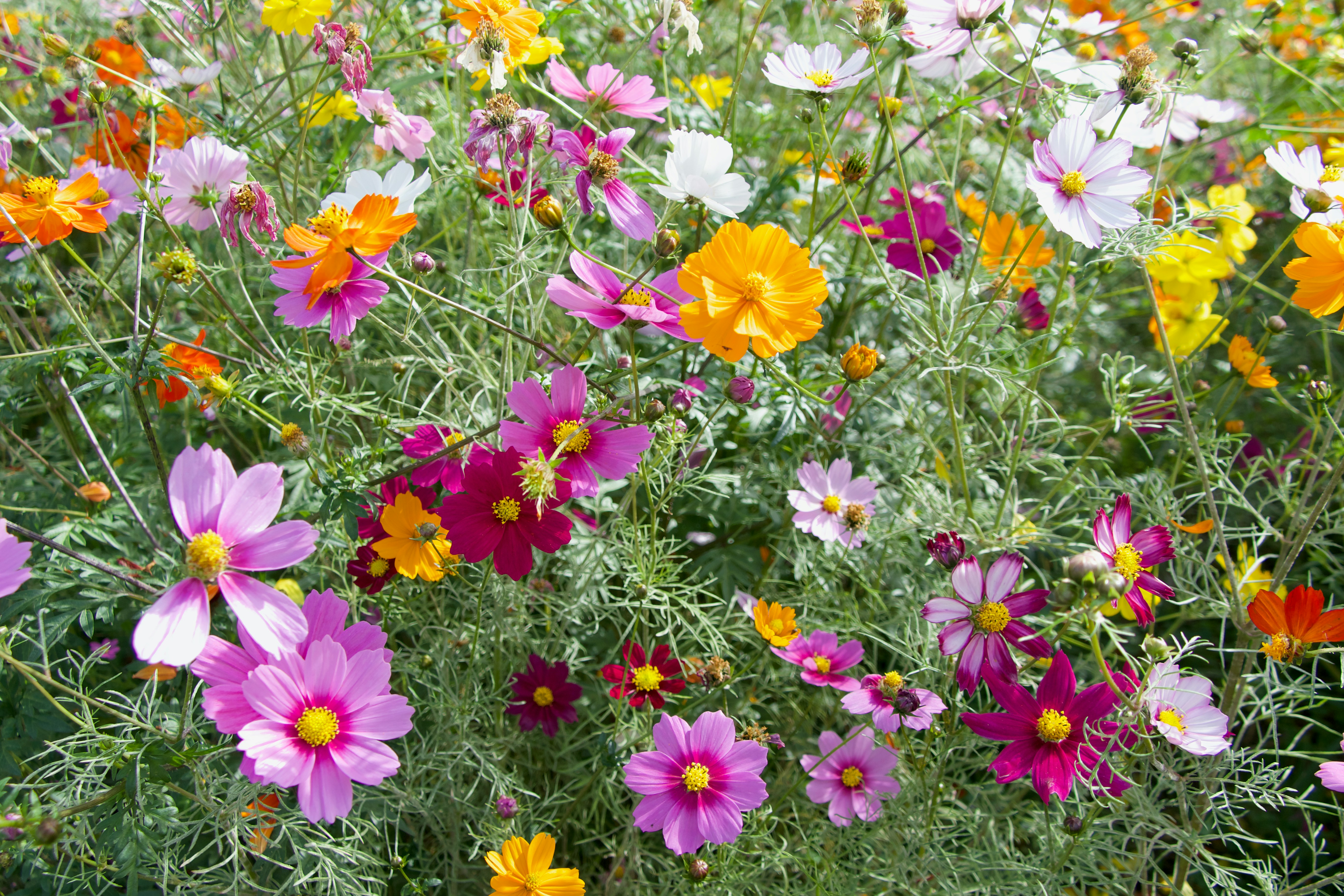 A Field of Bright Cosmos: Spring Color Burst in a Dense Patch