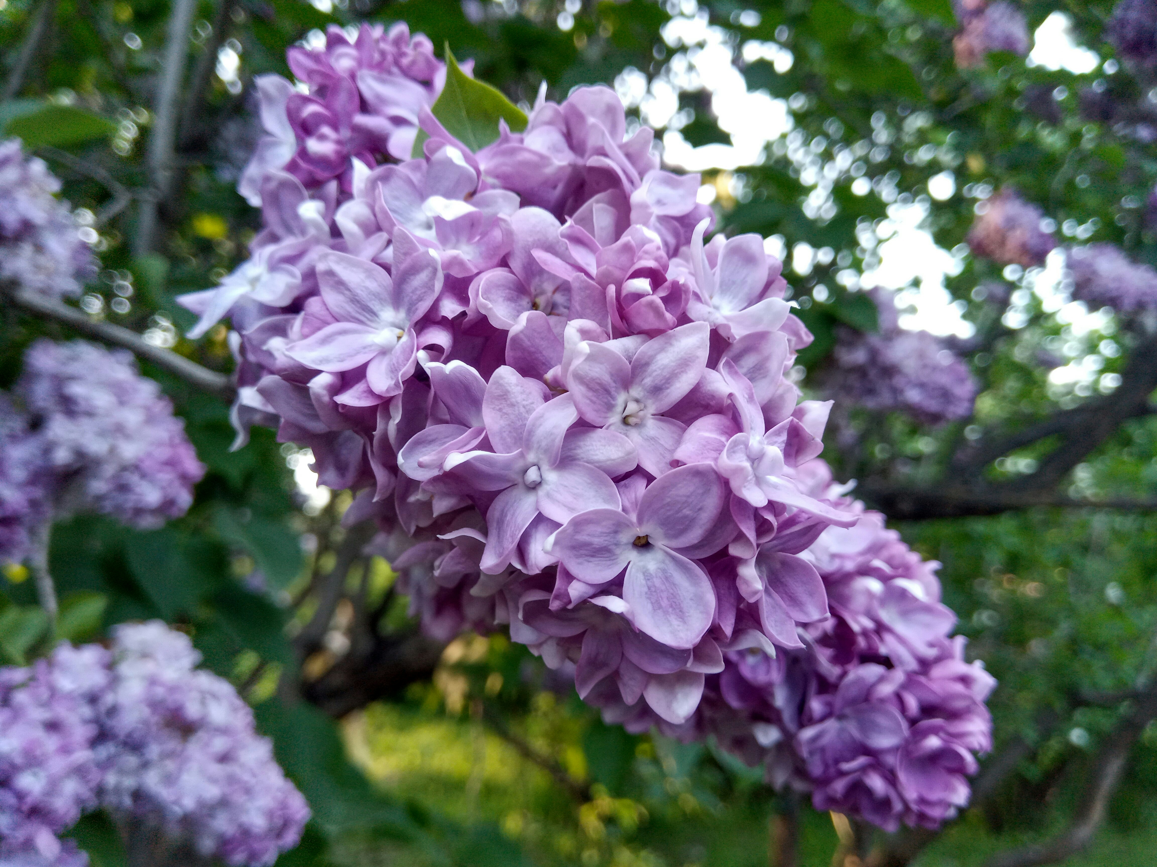 Lavender Cascade: close-up of a lilac bouquet in full bloom