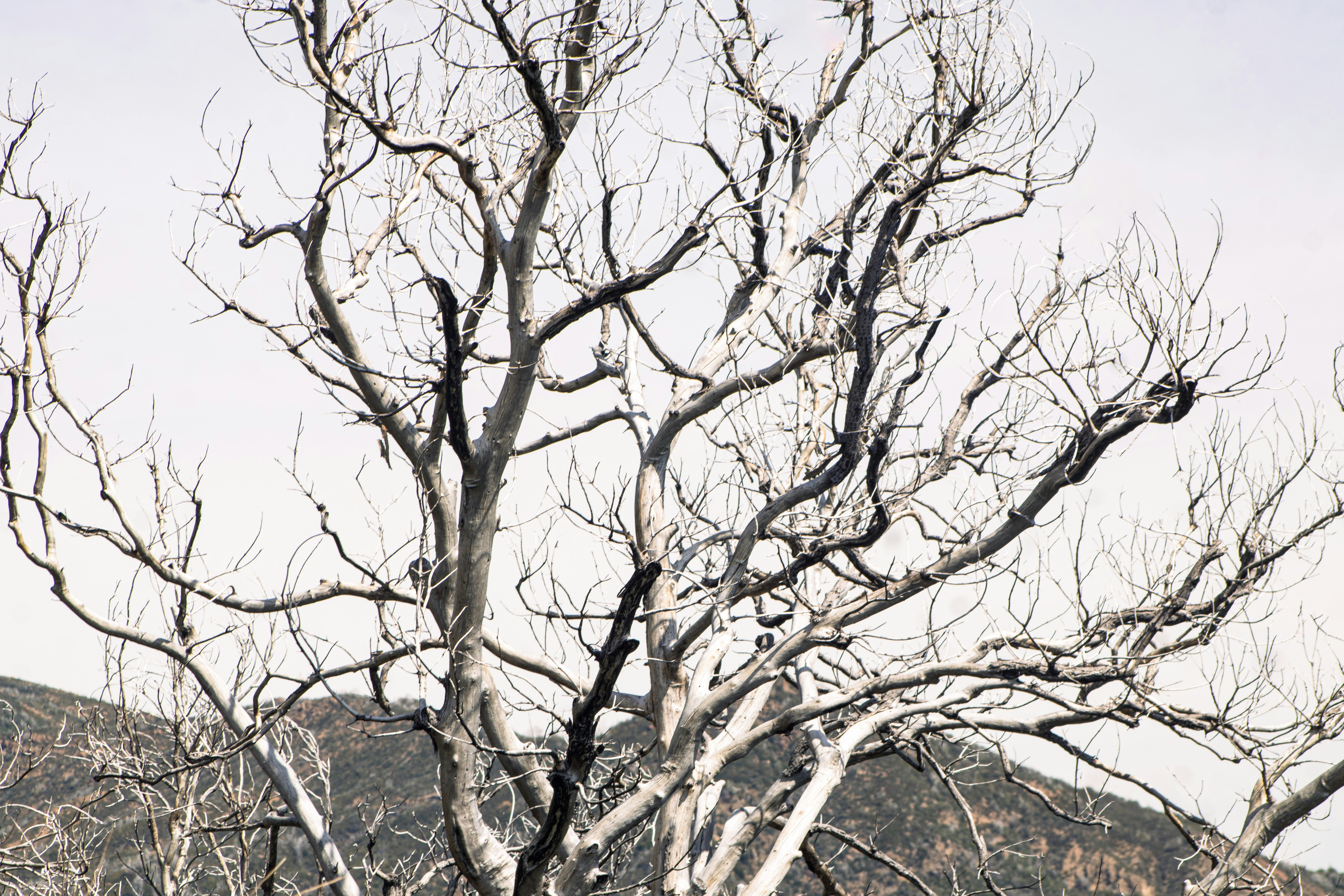 Arboreal Smoke: Snowy, Weathered Branches Against Distant Hills