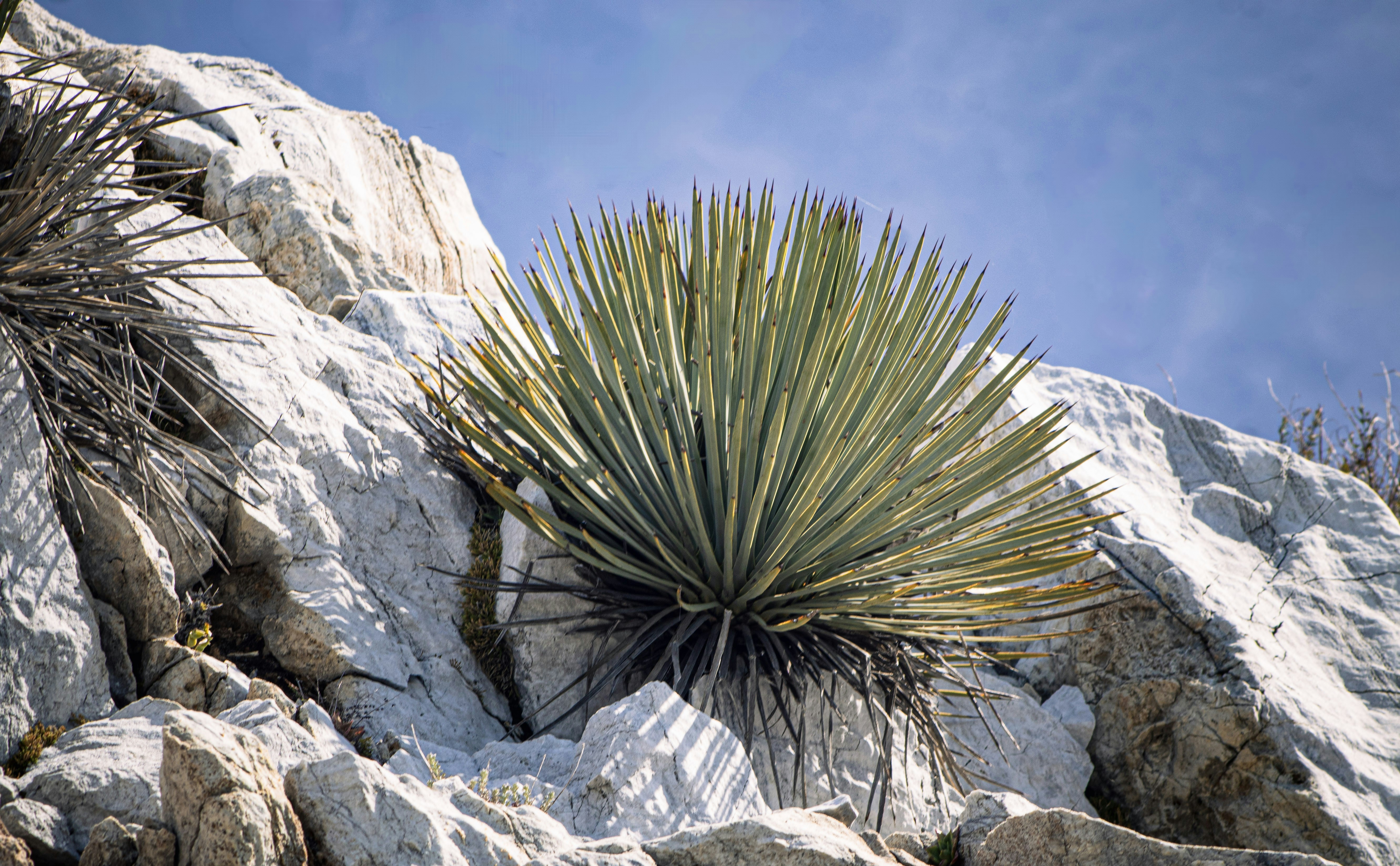 Desert Spike in Granite Crown