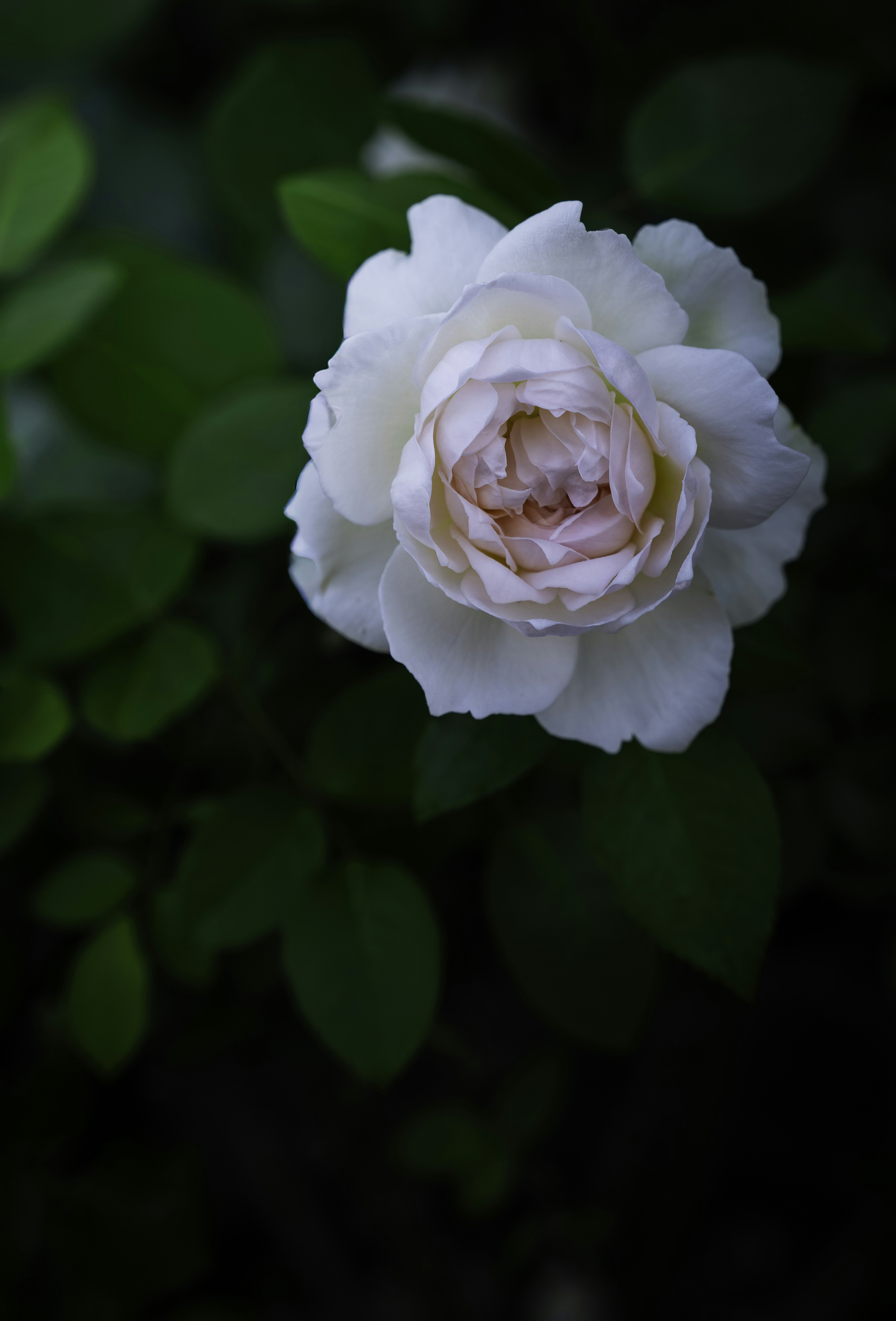 Soft Pink Rose in Focused Isolation