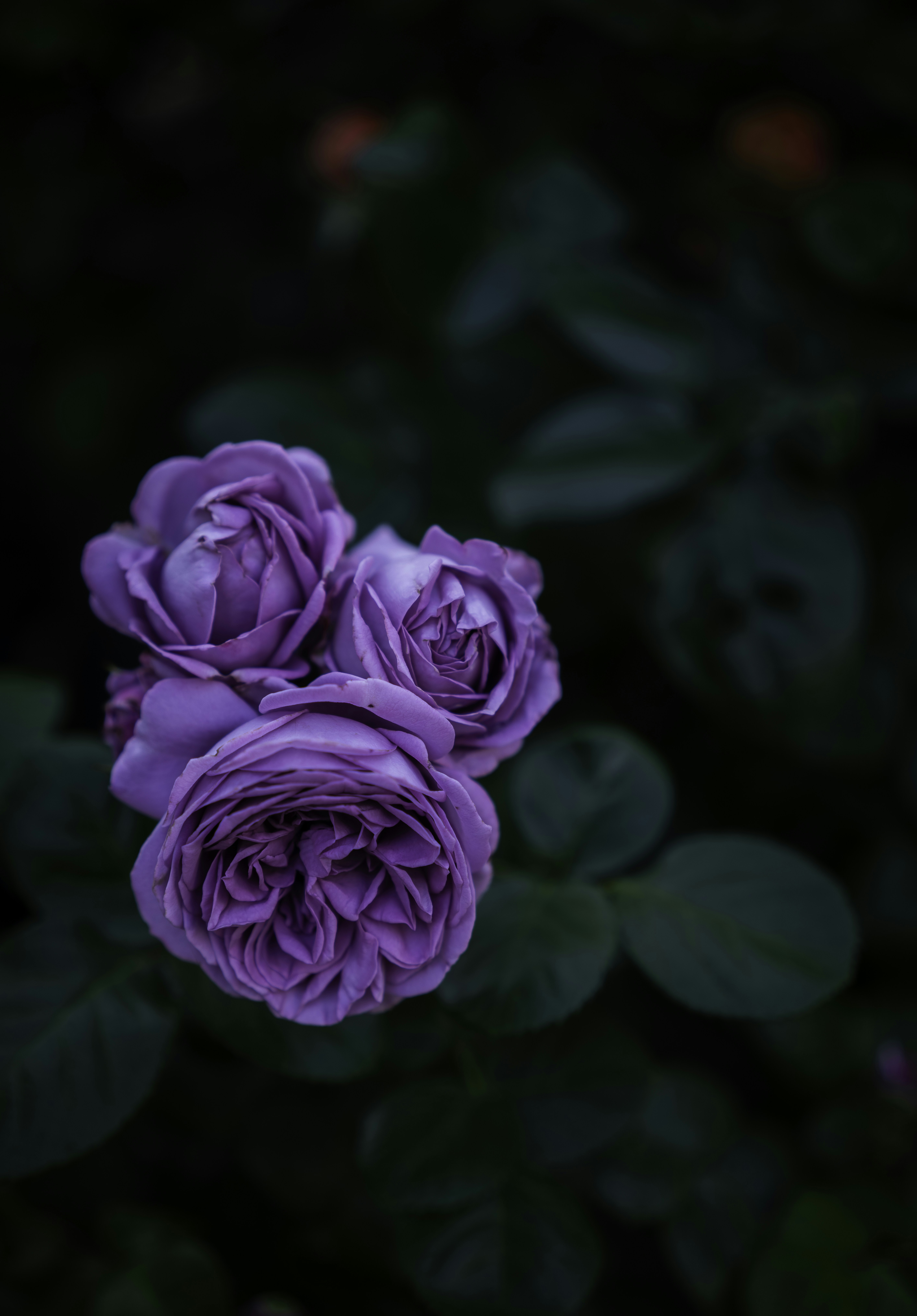 Lavender Roses in a Velvet Shadow