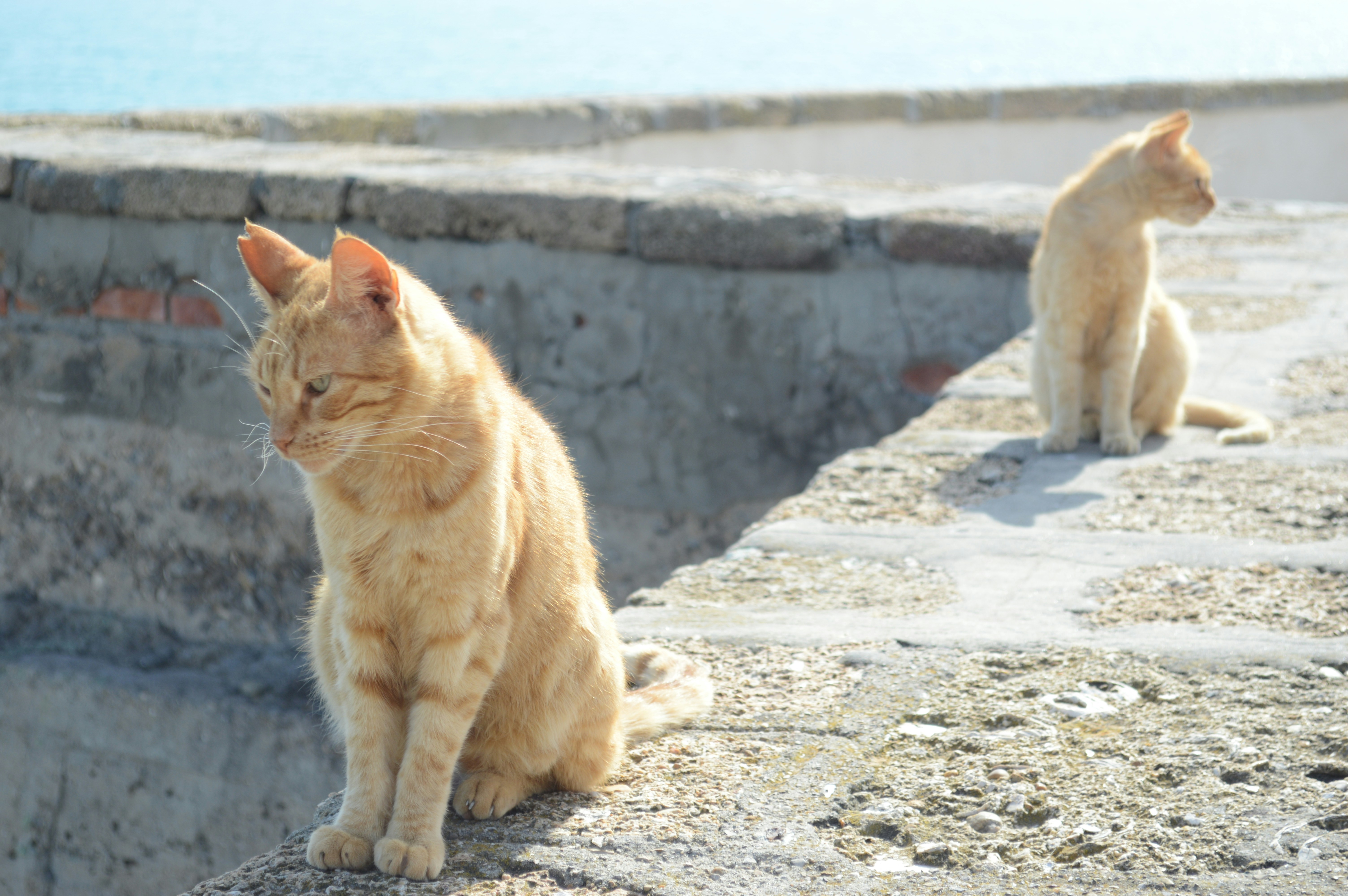 Curious Companions on a Sunlit Dock