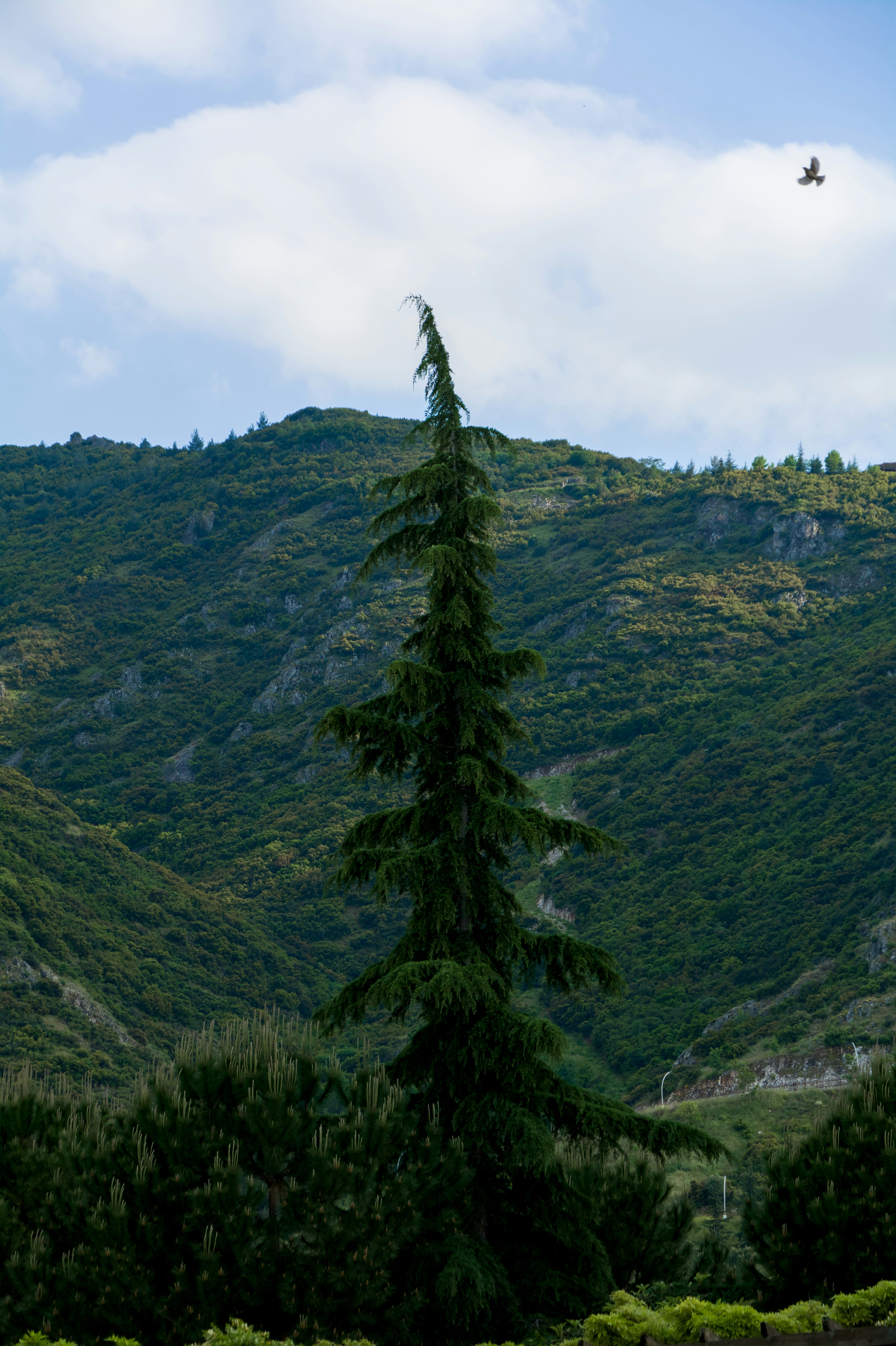 Tall Sentinel: A Lone Fir Reaches Skyward Over Verdant Hills