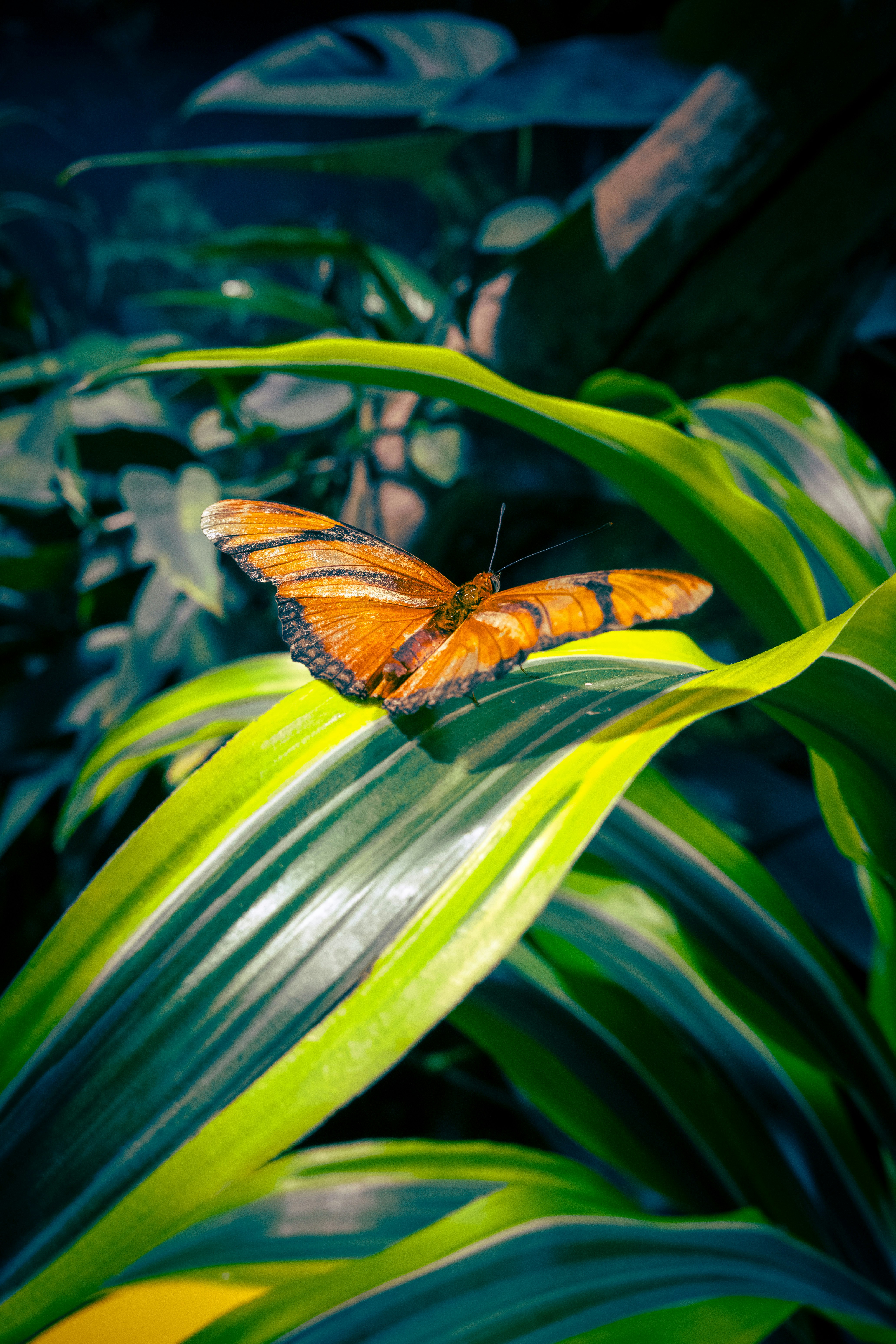 Orange Admiral on a Sunlit Leaf