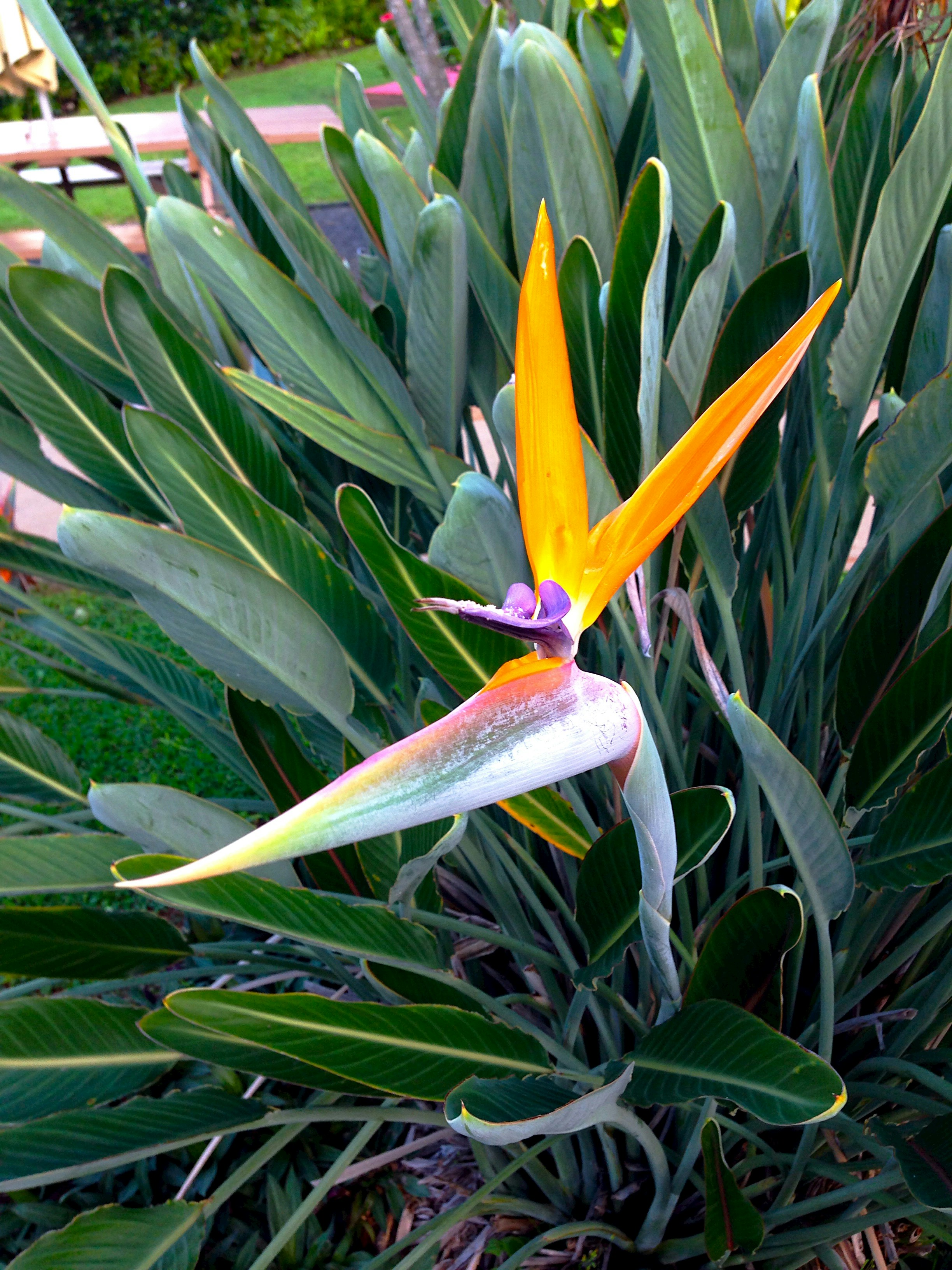 Orange Bird of Paradise Amid Broad Green Foliage