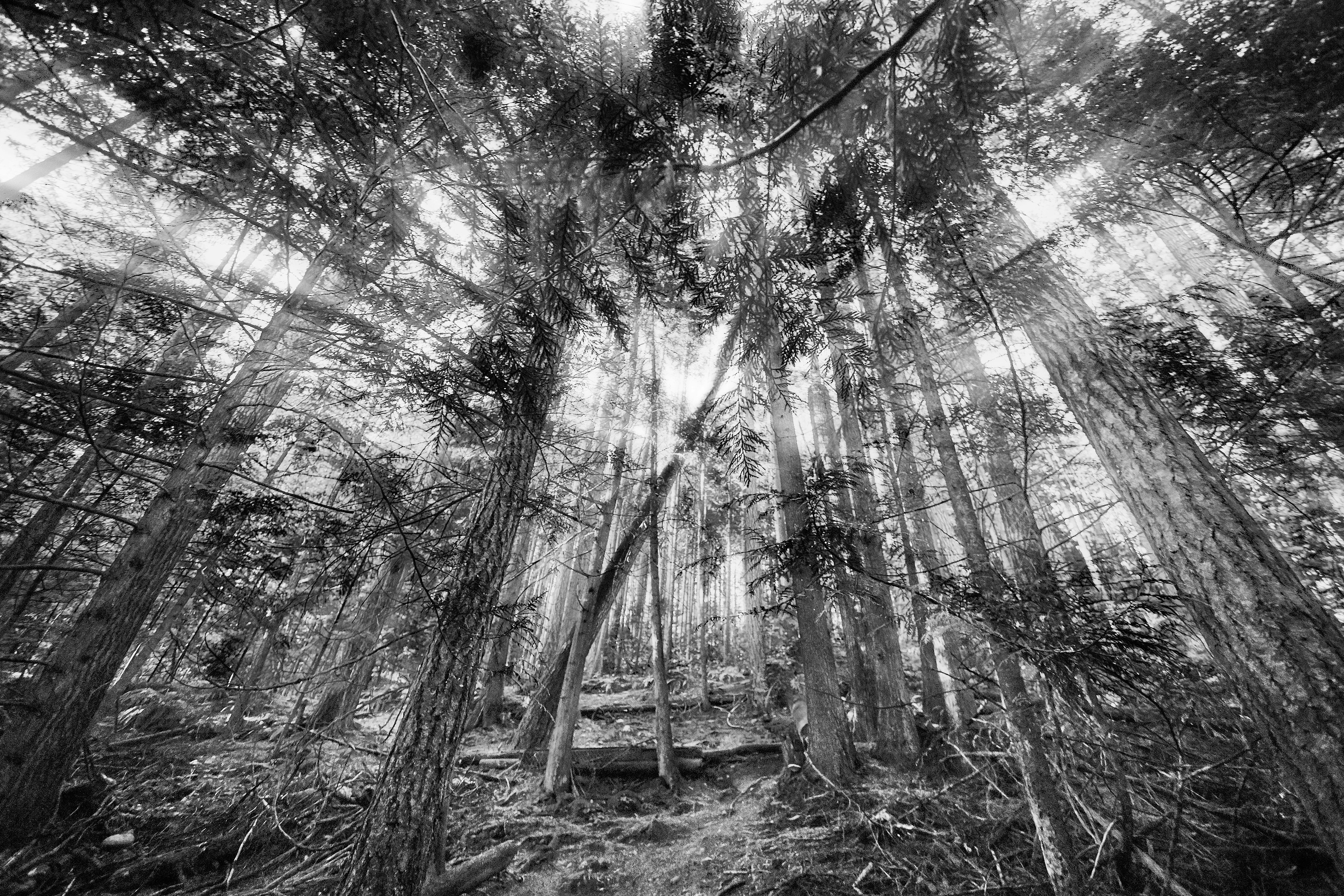 Forest Cathedral: Sunlit Trees Arrive at the Painted Sky