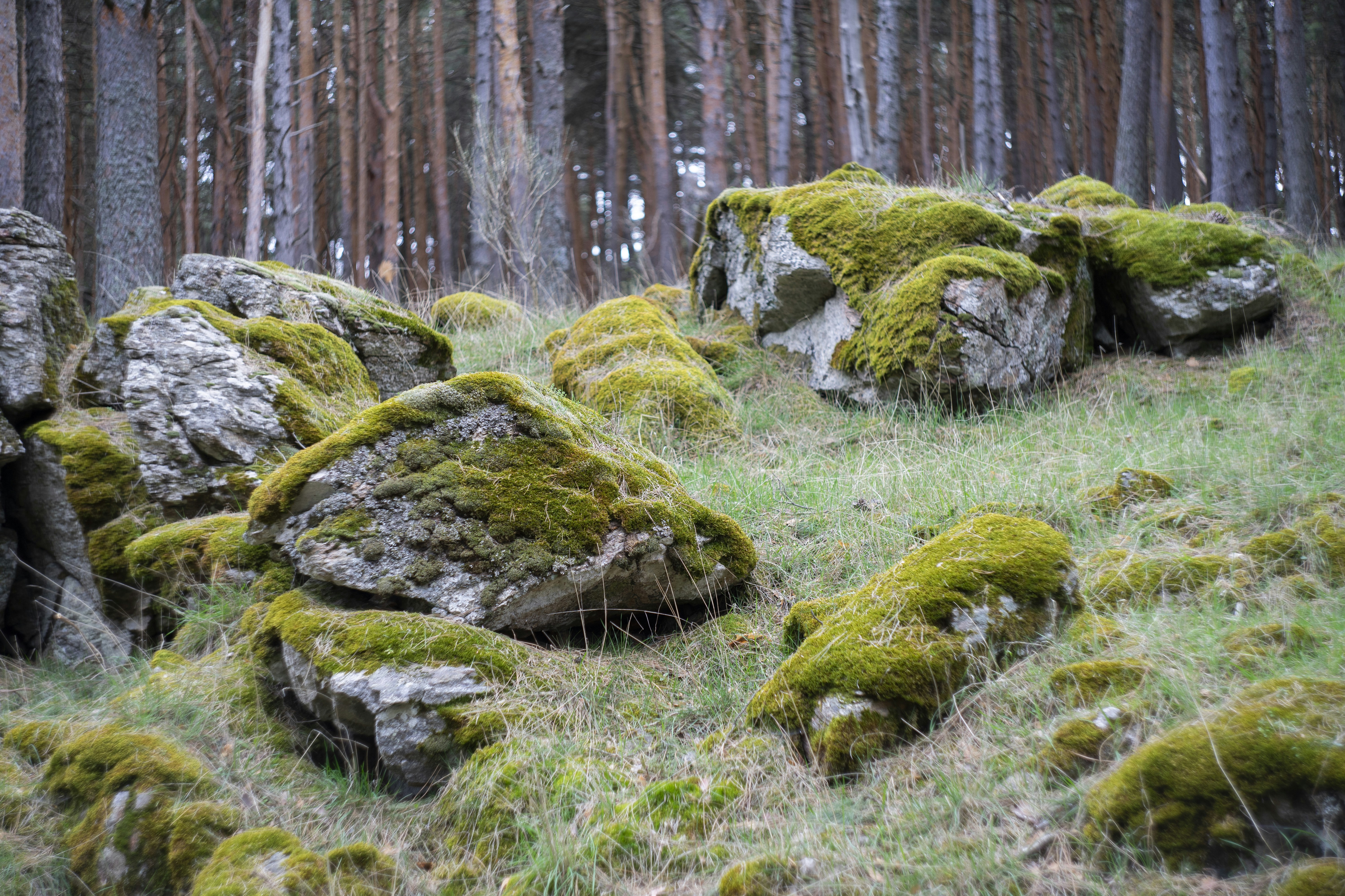 Moss-Cilled Rocks Quietly Guard a Pine Grove