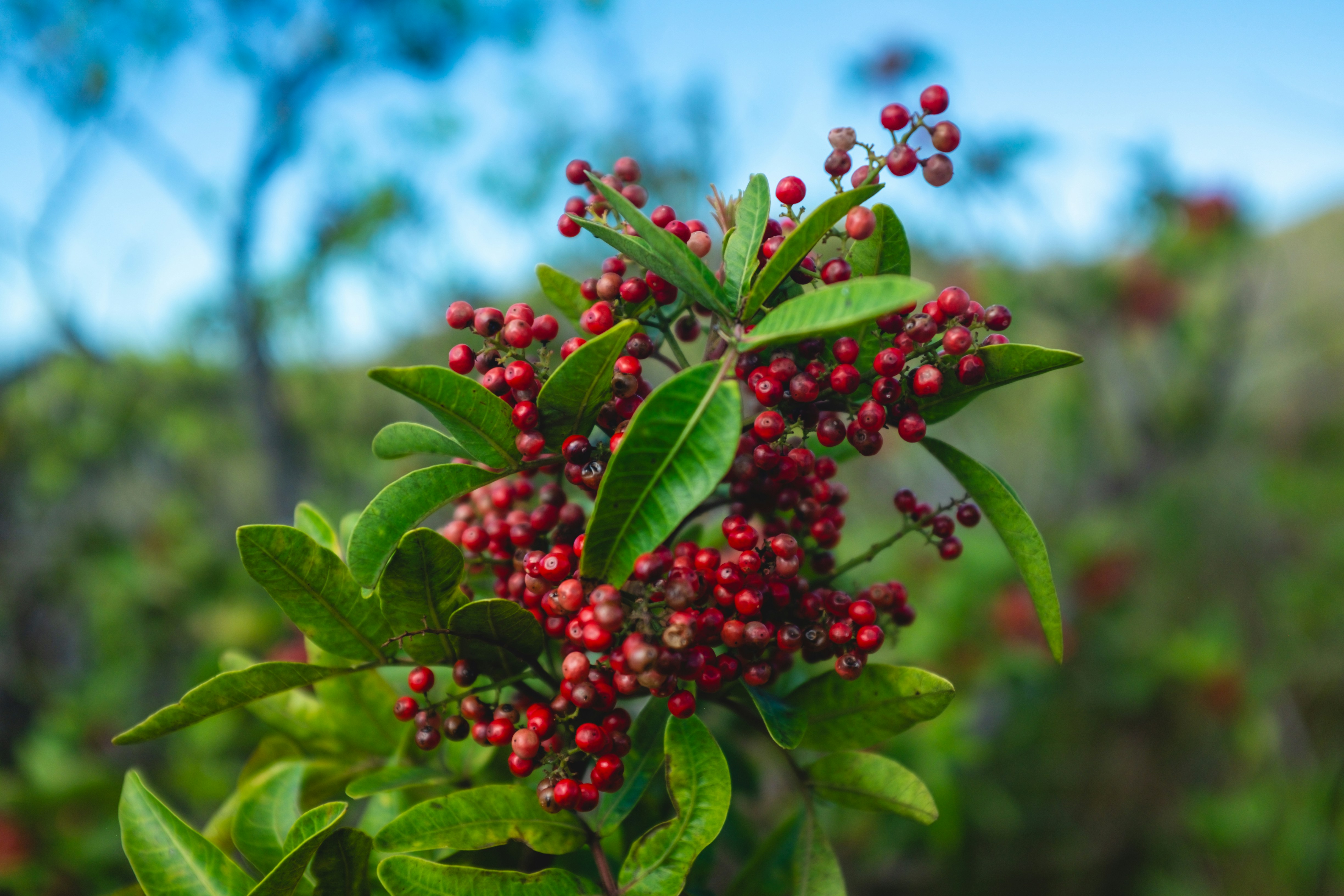 Red Berries in Focus: Vibrant Foliage Against a Blurred Orchard