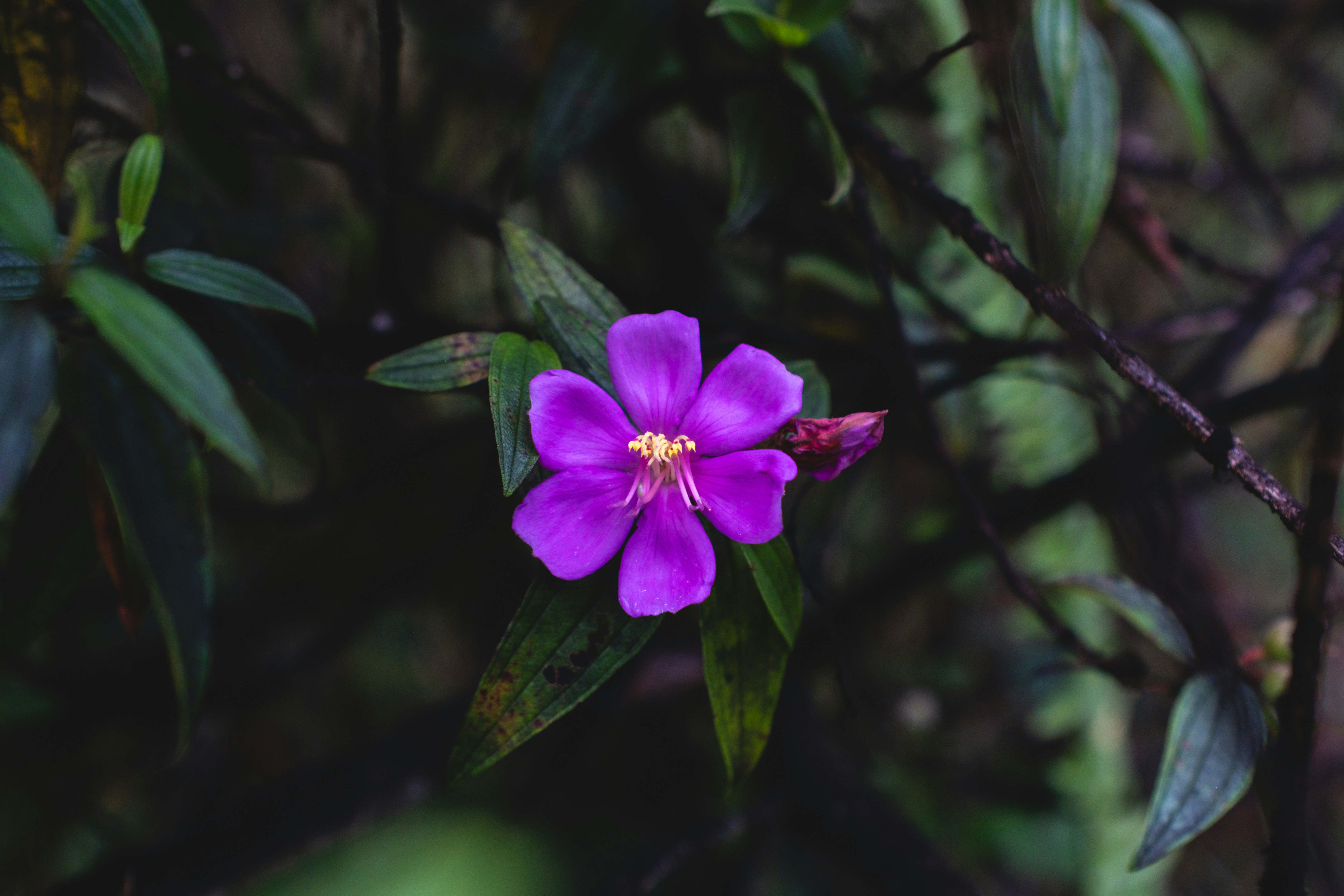 Magenta Bloom in Quiet Darkness