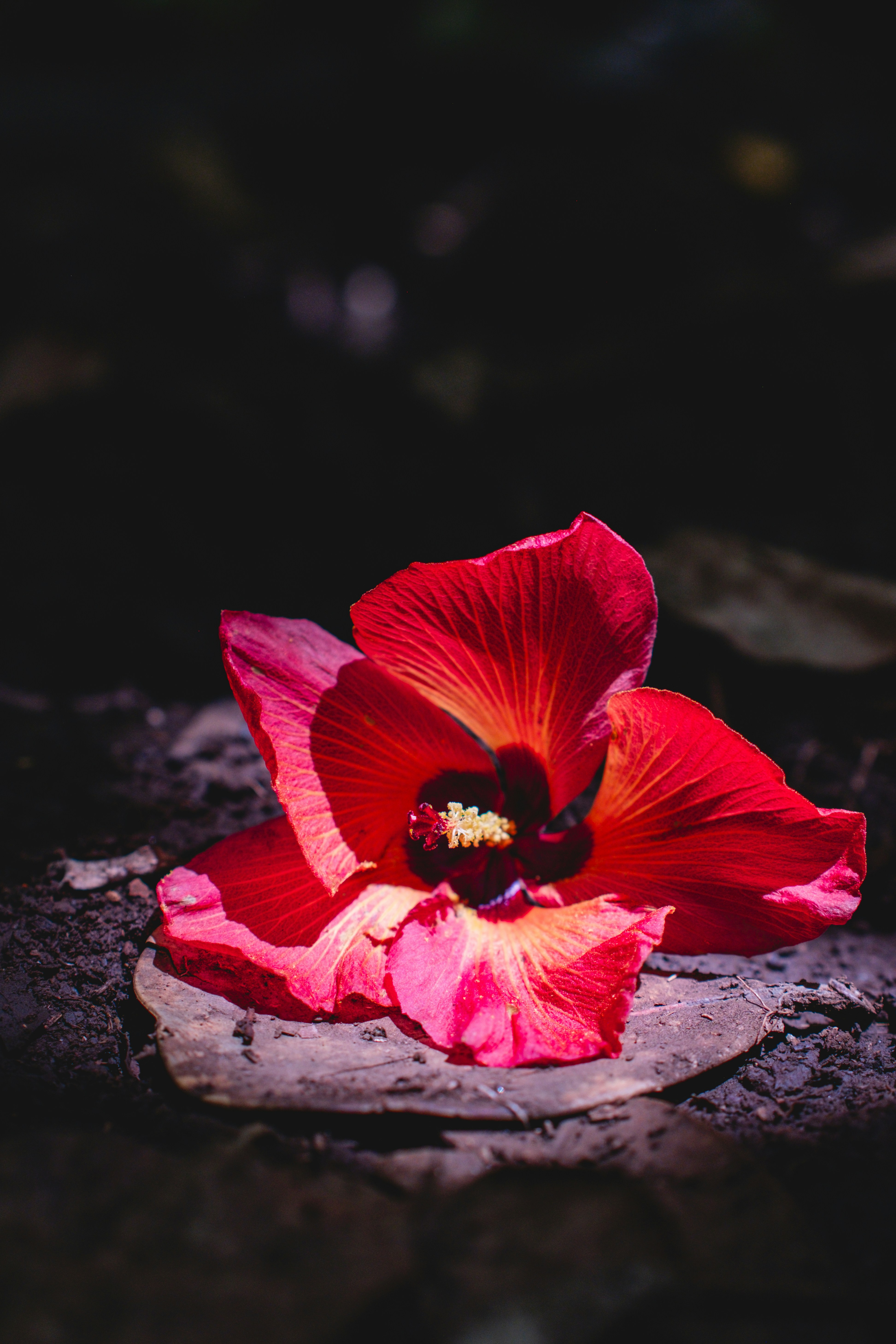 Crimson Bloom on a Dark Stage