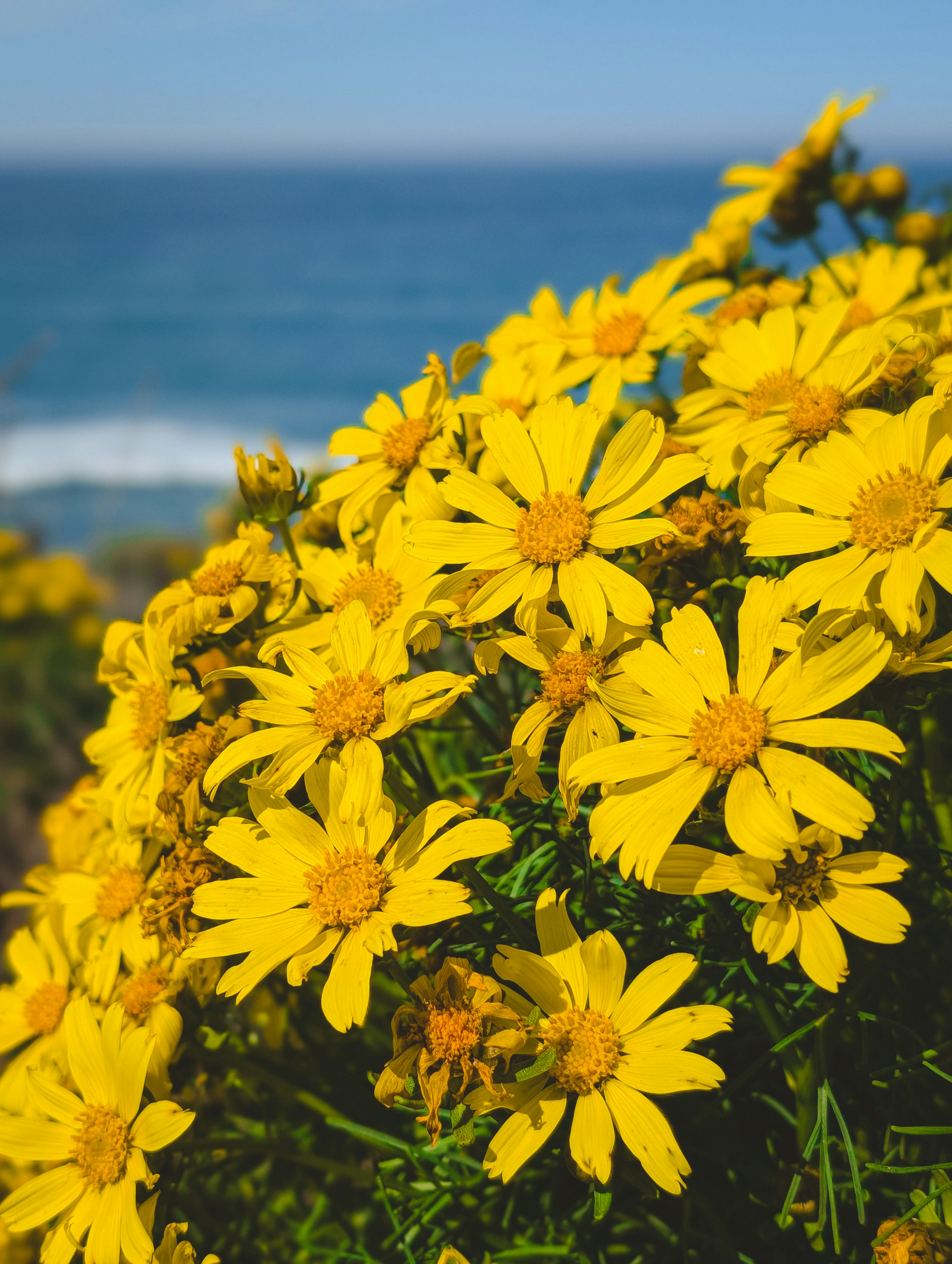 Yellow Sea of Petals by the Sea