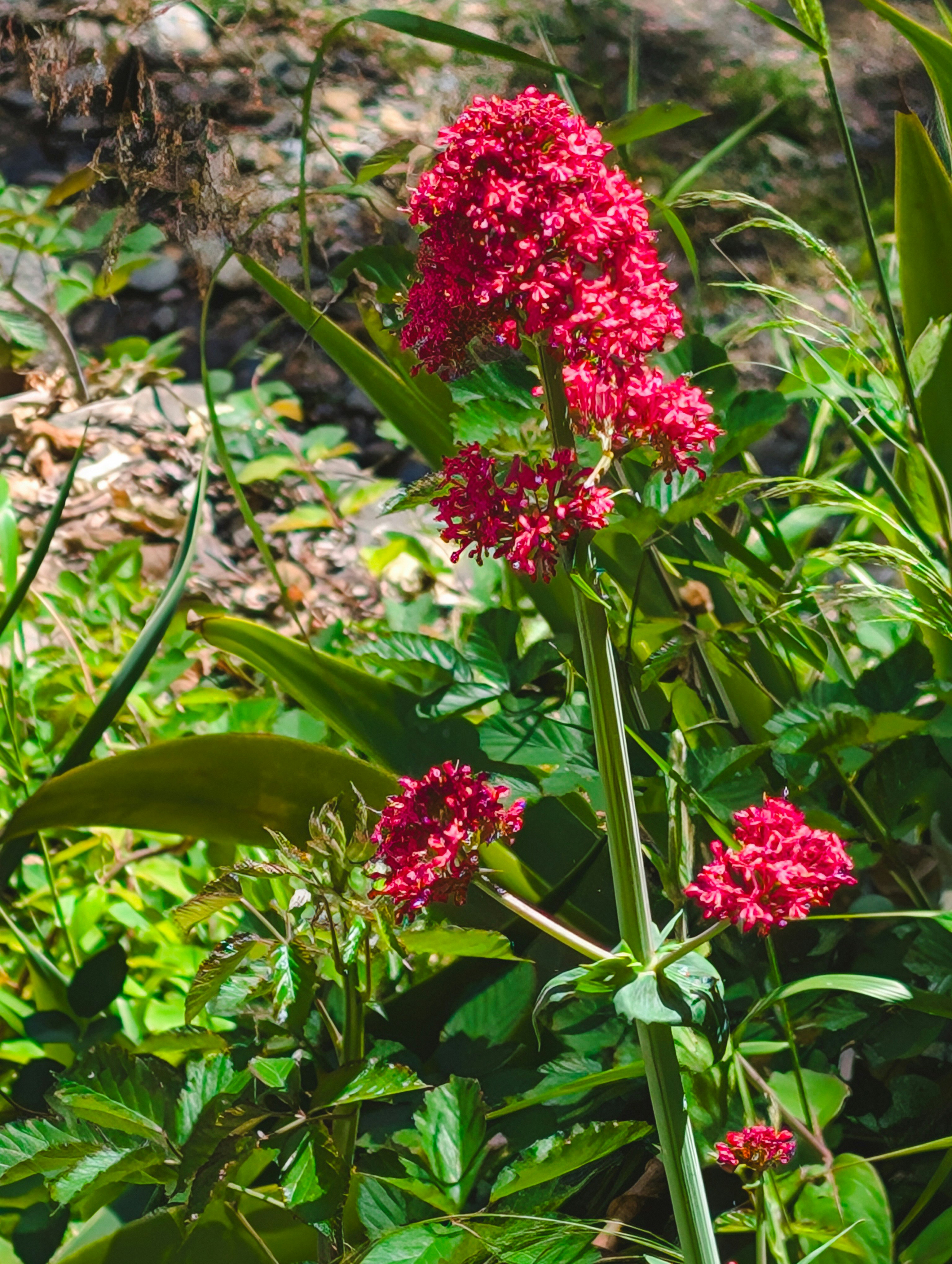 Crimson Inflorescence Rising Through Green Echoes