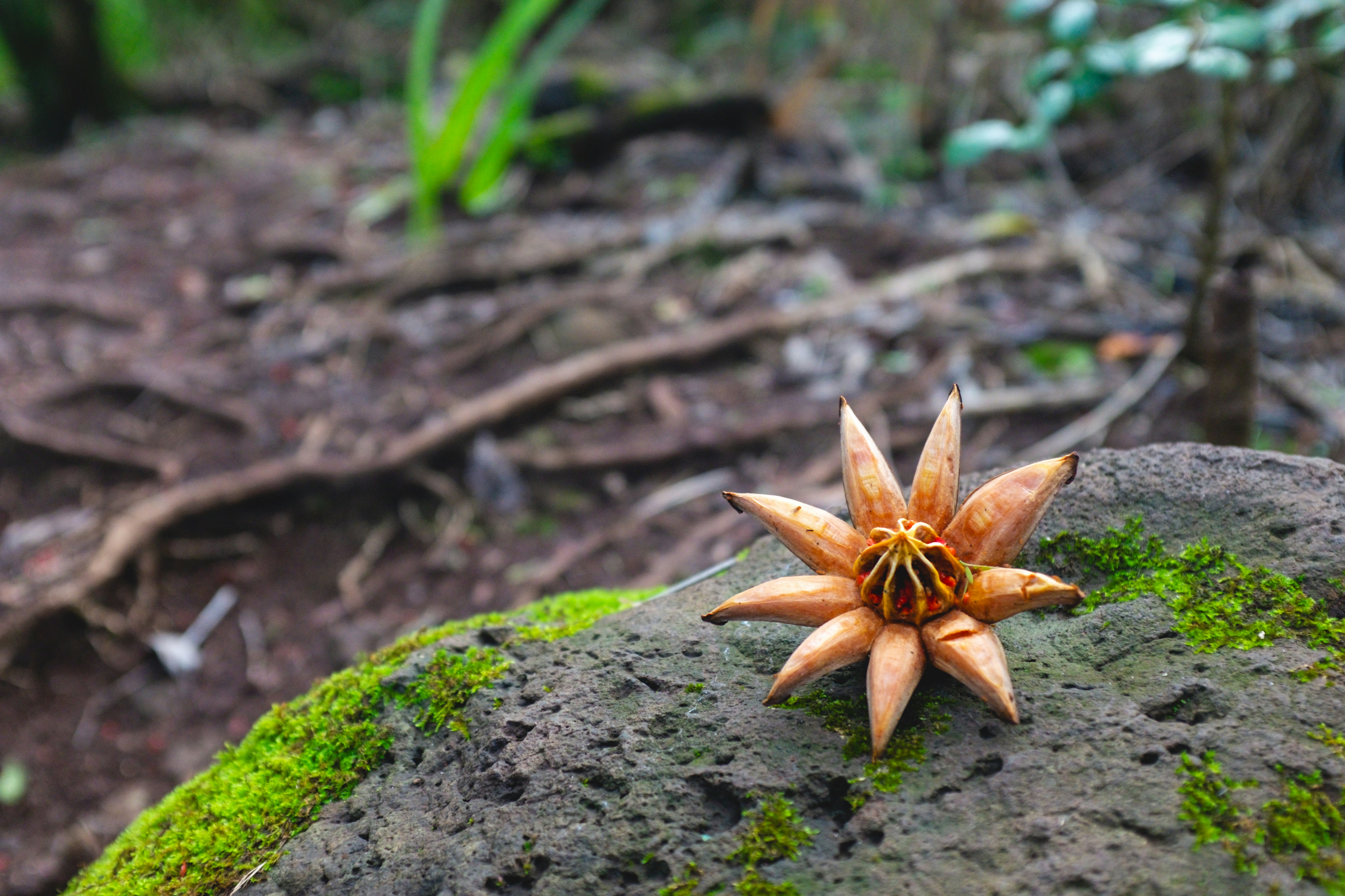 Desert star on mossed rock