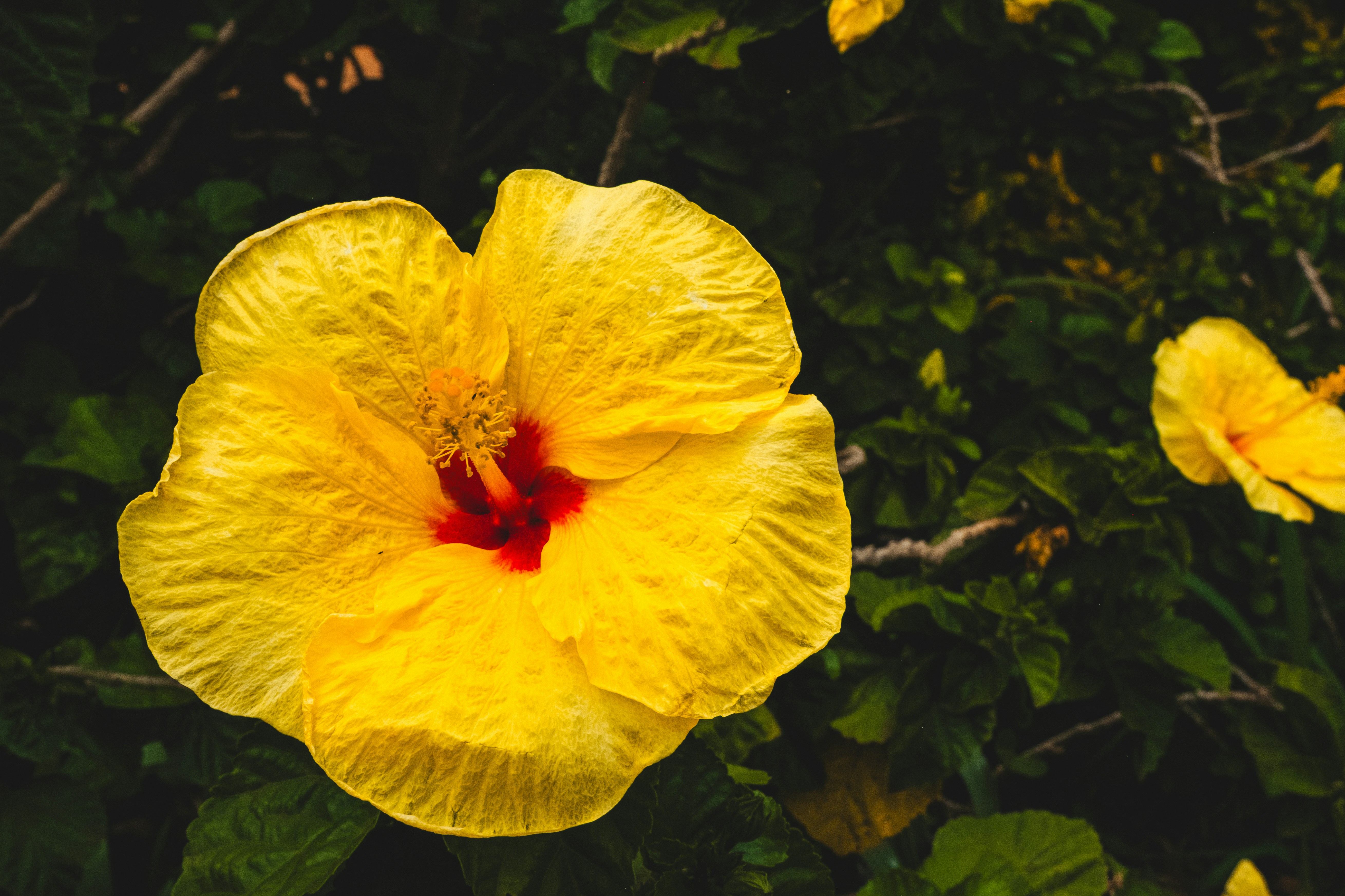 Sunlit Bloom: A Golden Hibiscus Close-Up