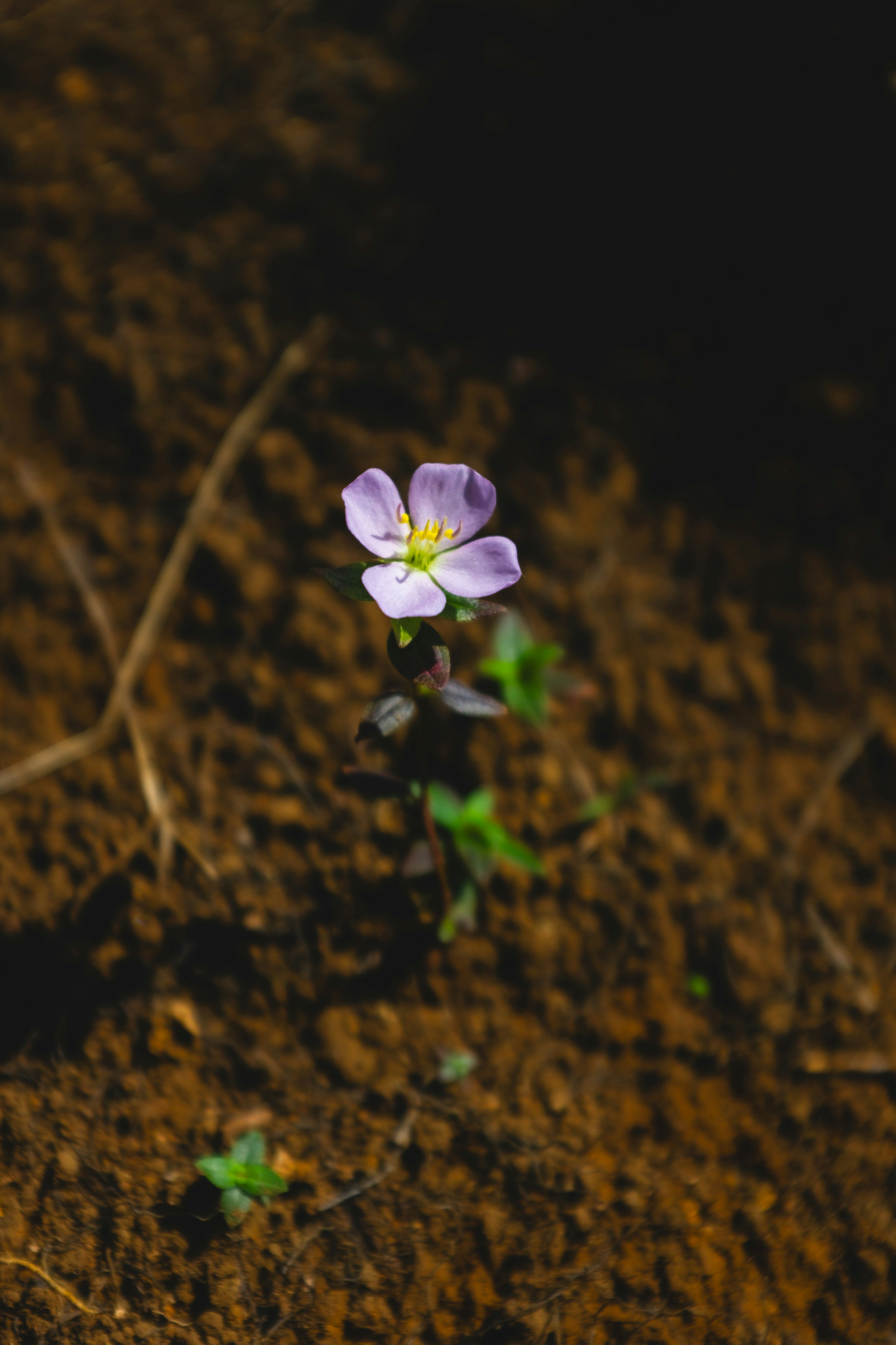 Lilac Bloom Rising from Rust-Colored Soil