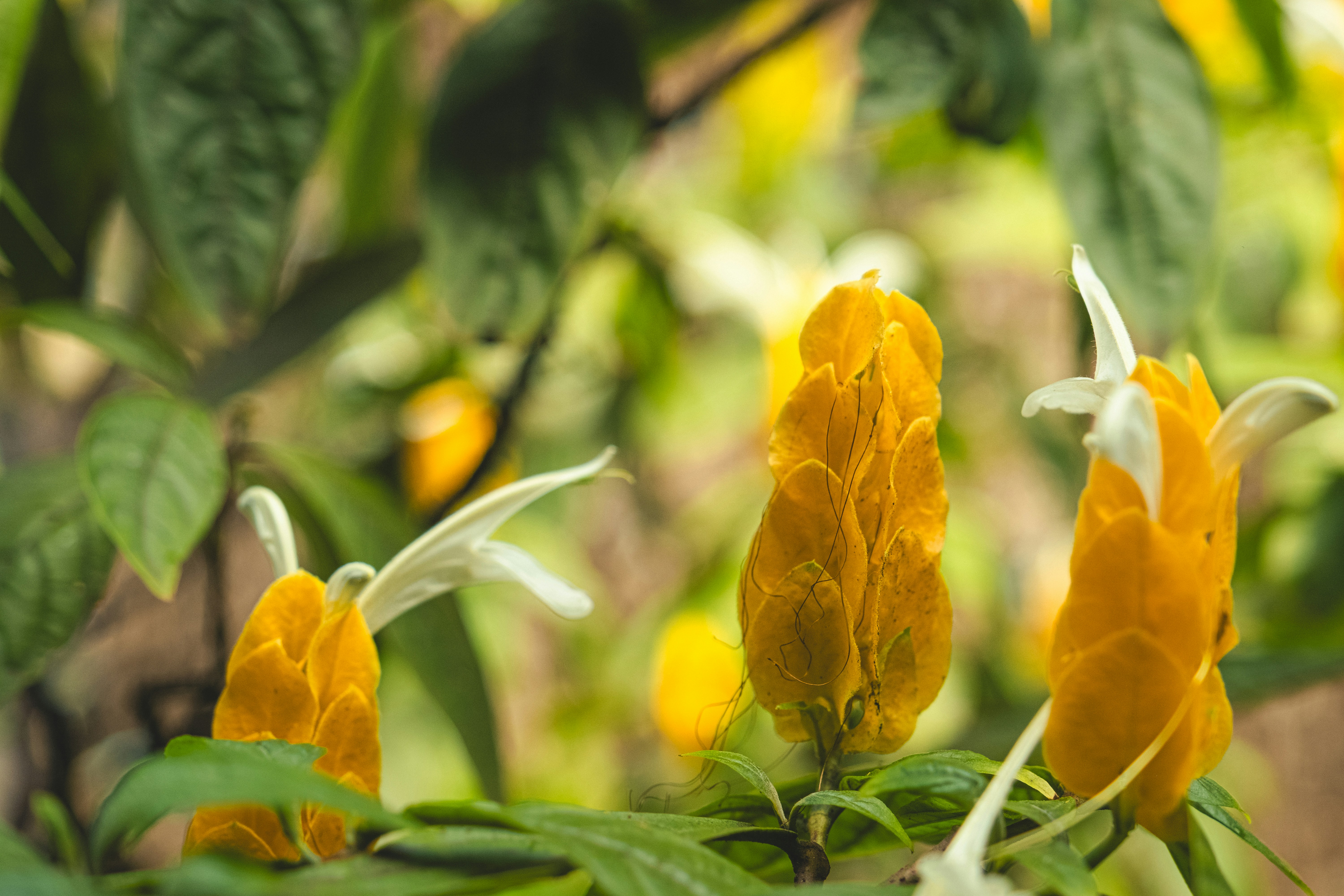 Golden Torches in a Sunlit Garden