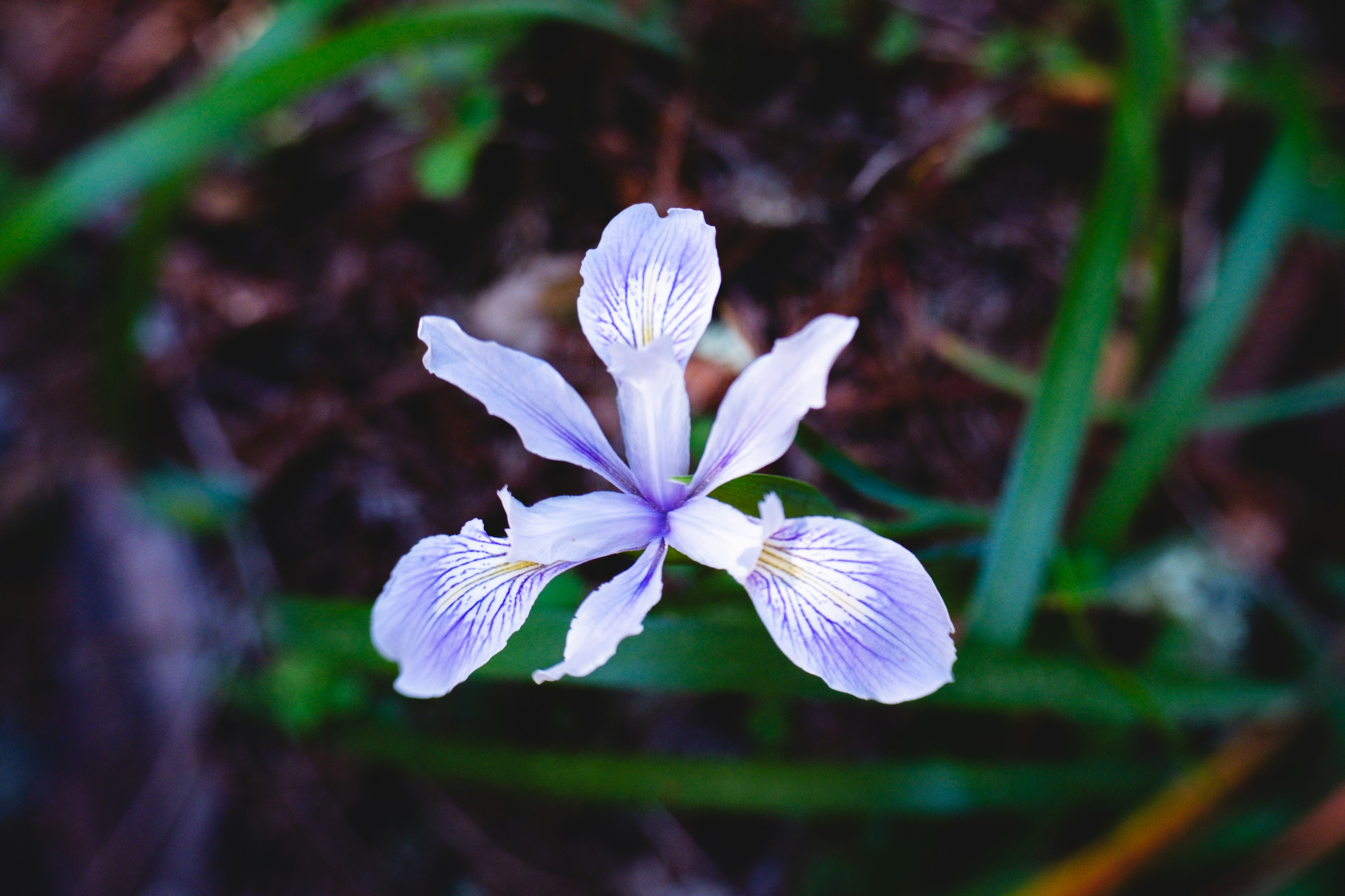 Lavender Iris Crescent: A Sole Bloom in Soft Focus