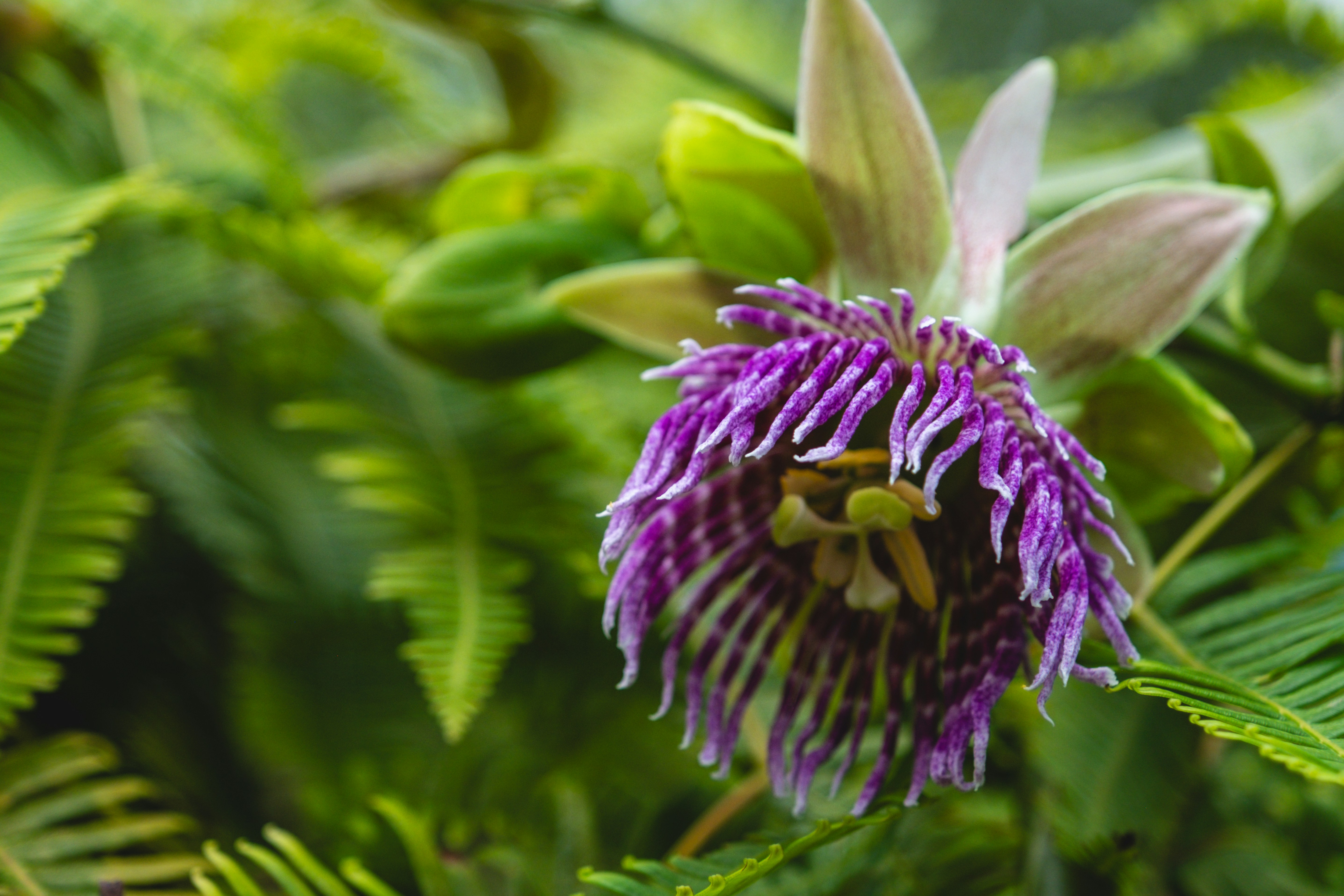 Queen’s Bloom: Close-up of a Purple Passionflower Ready to Unfurl