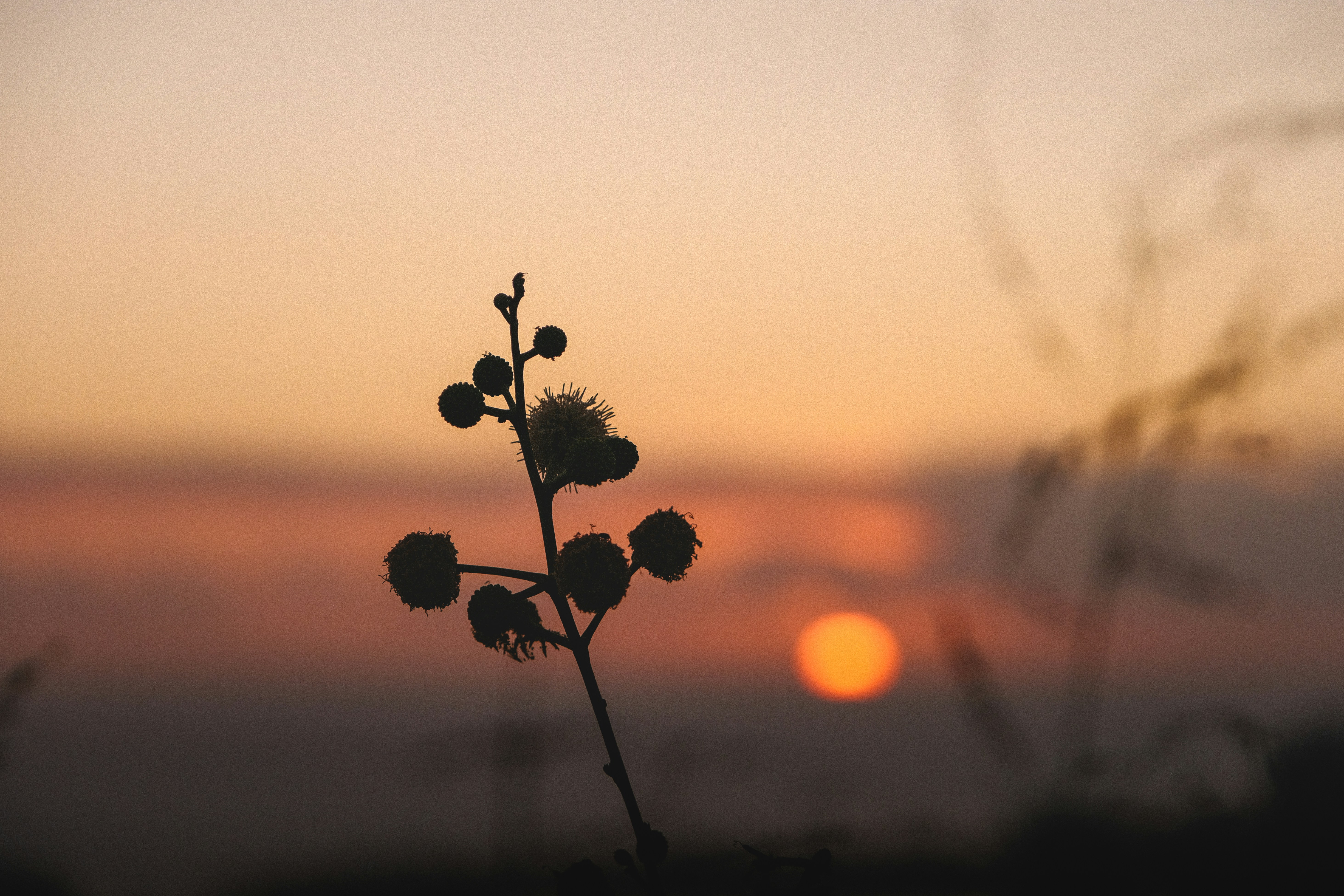 Silhouette at Sunset: A Delicate Plant Against a Velvet Horizon