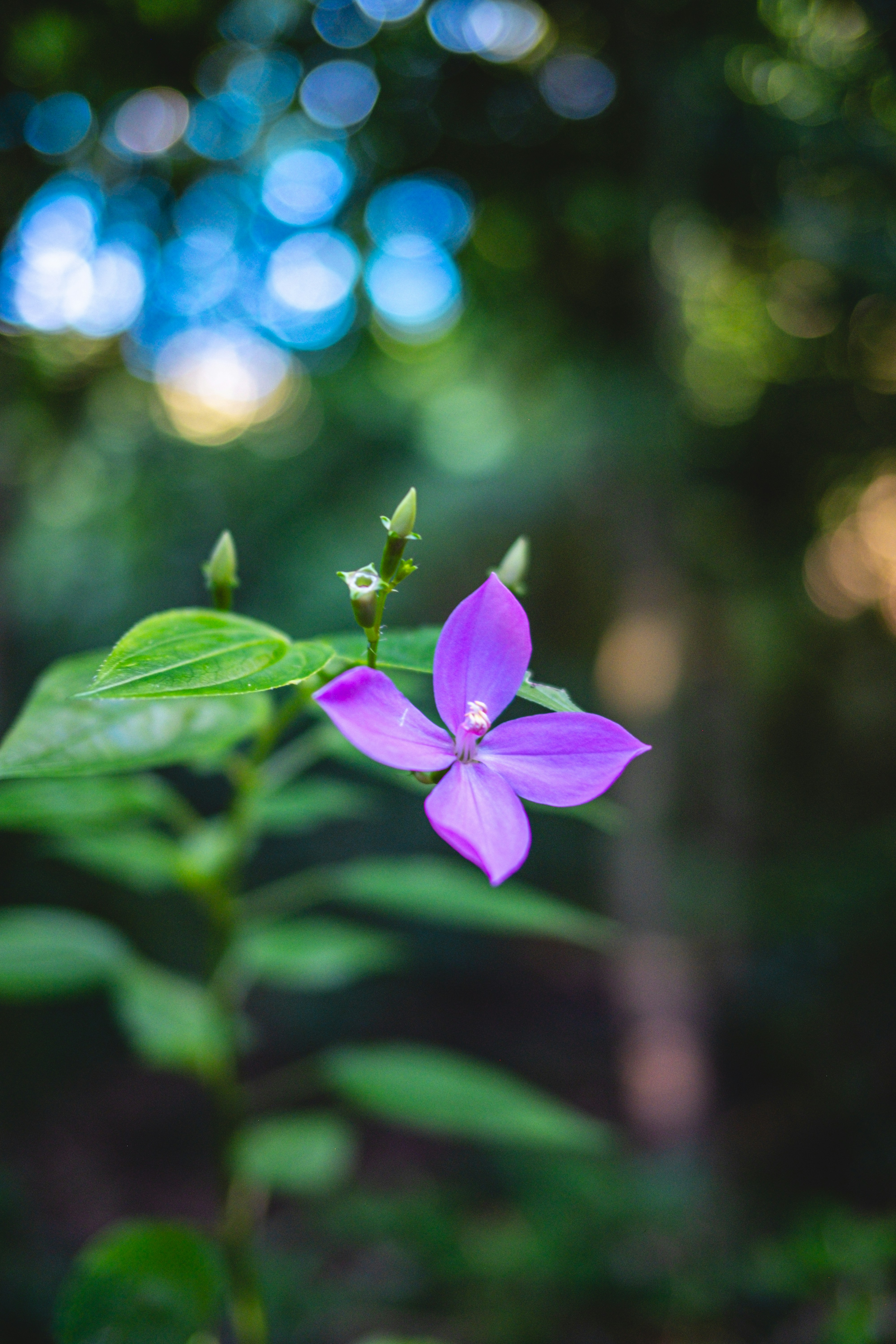 Purple bloom in soft bokeh: a solitary flower in a shaded garden