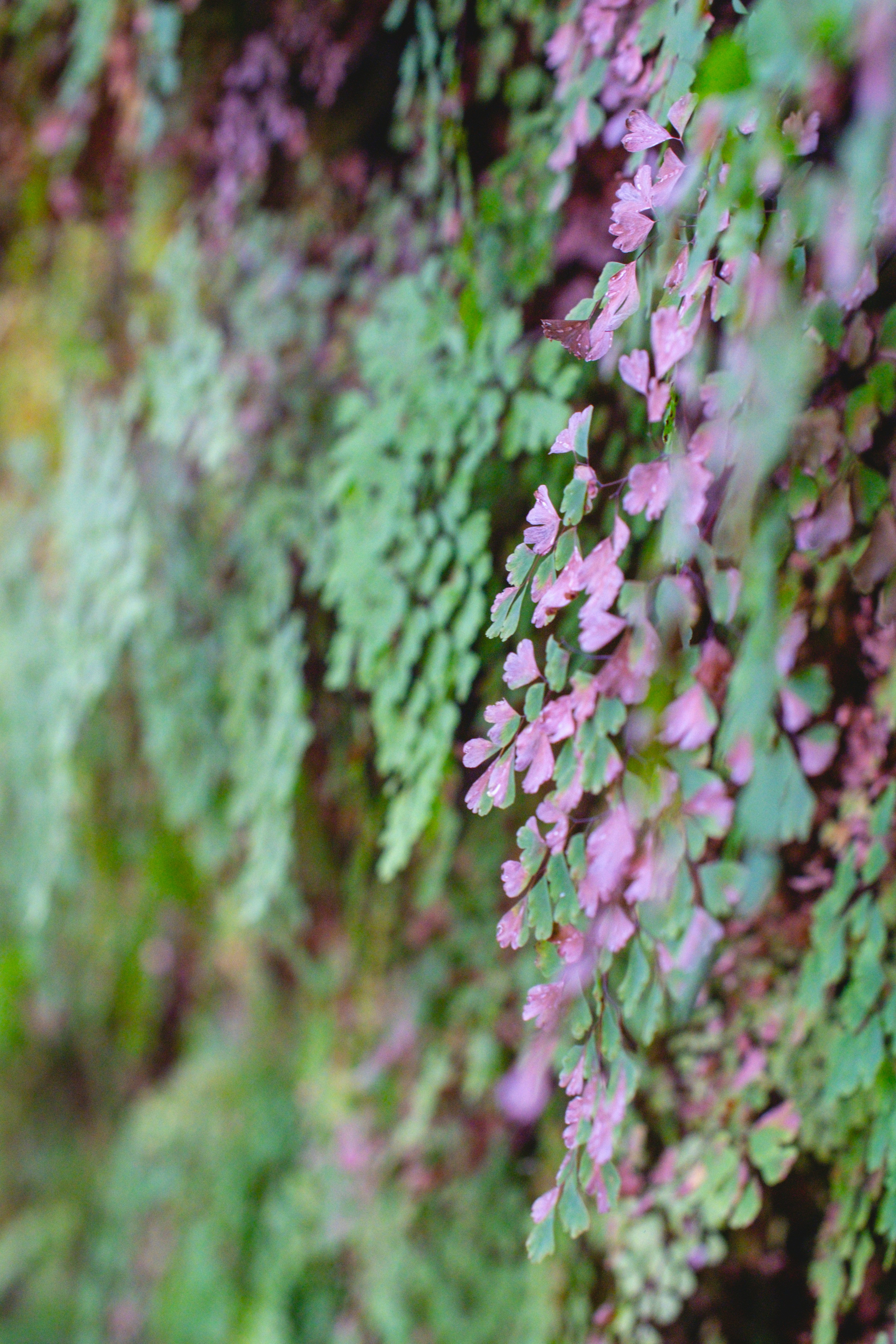 Vine Couture: a cascade of pink-green leaves along a sunlit wall