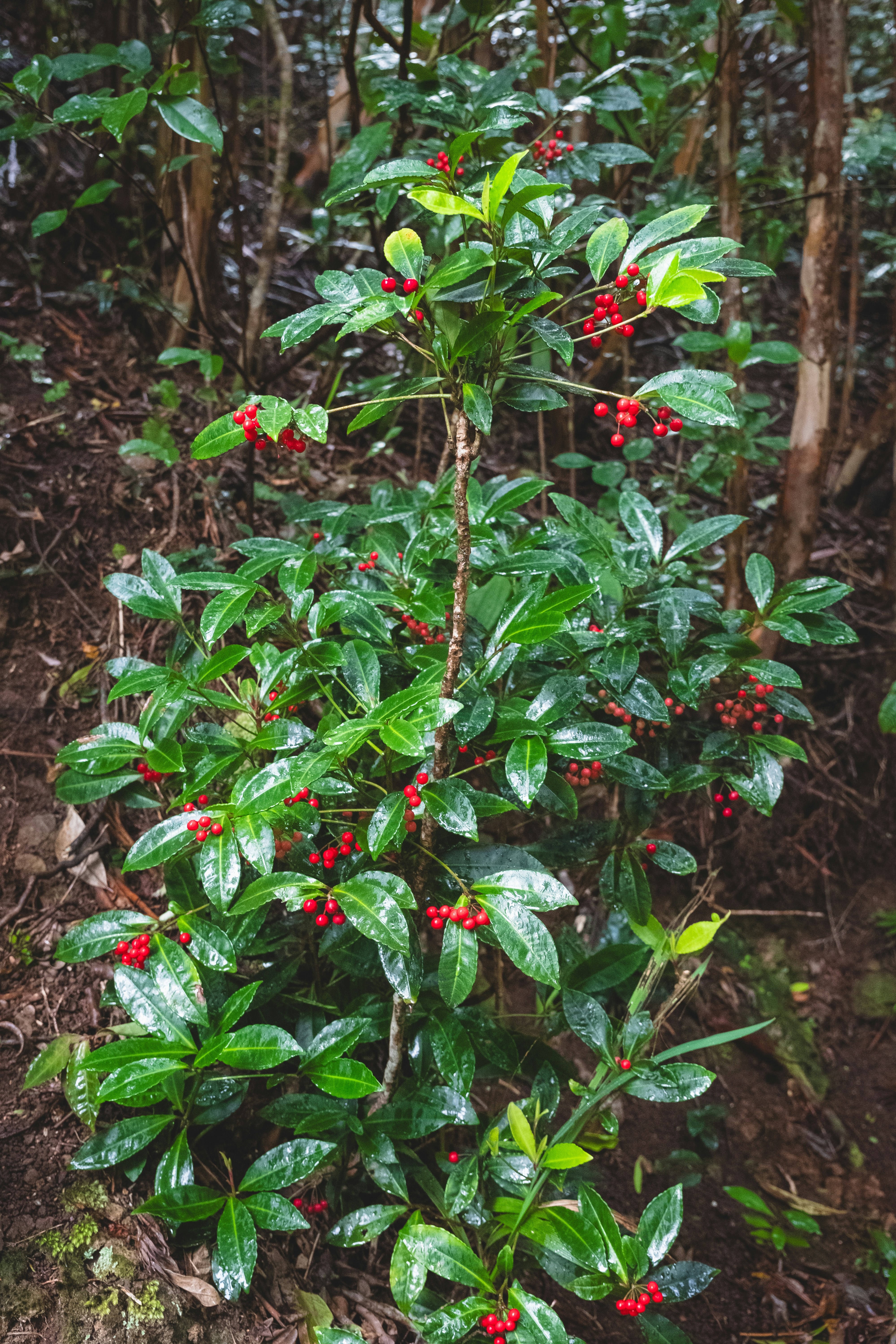 Red-Barked Sprig: A Glimmering Understory with Scarlet Berries
