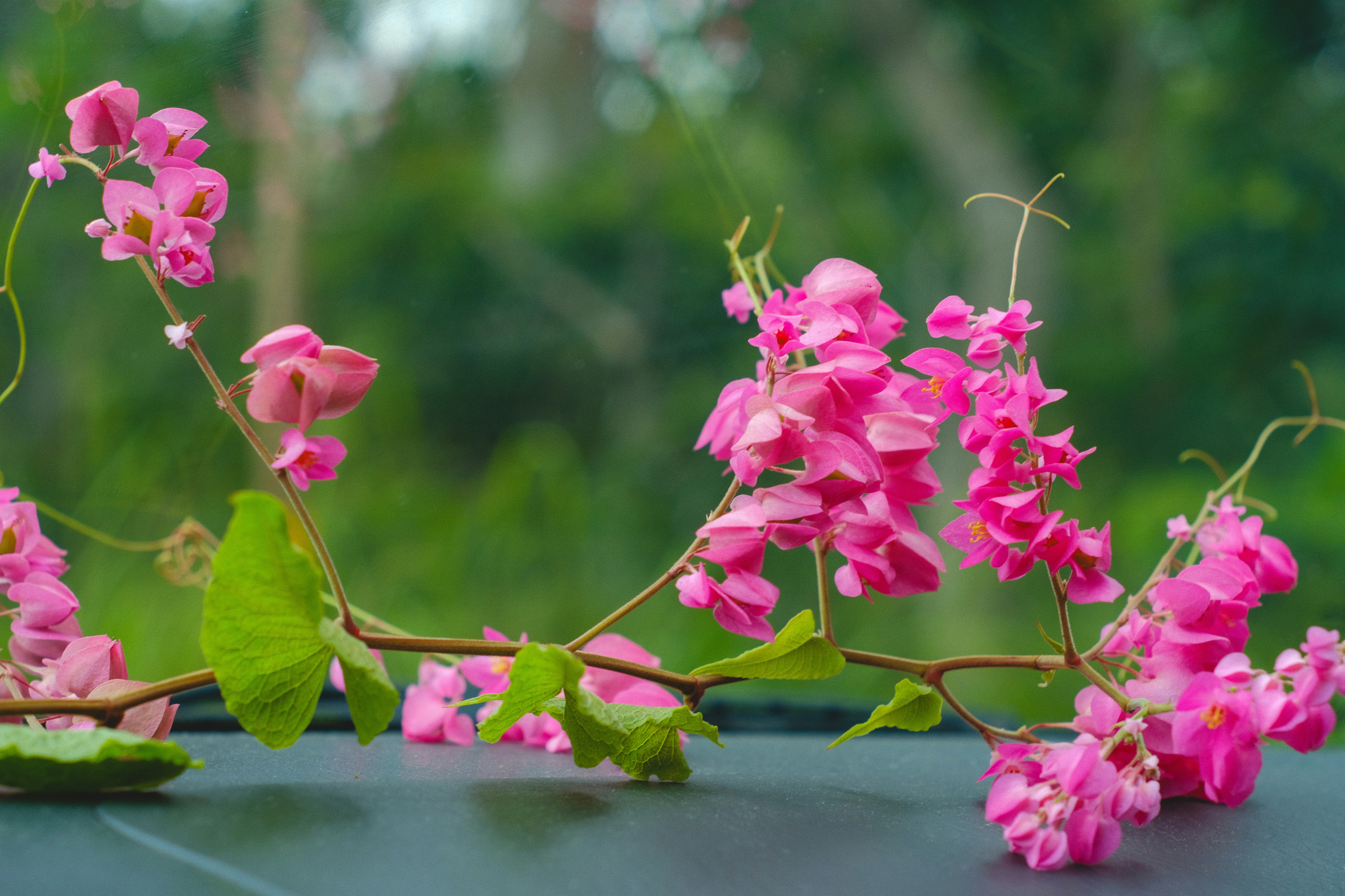 Pink Bouquets resting on a glassy surface