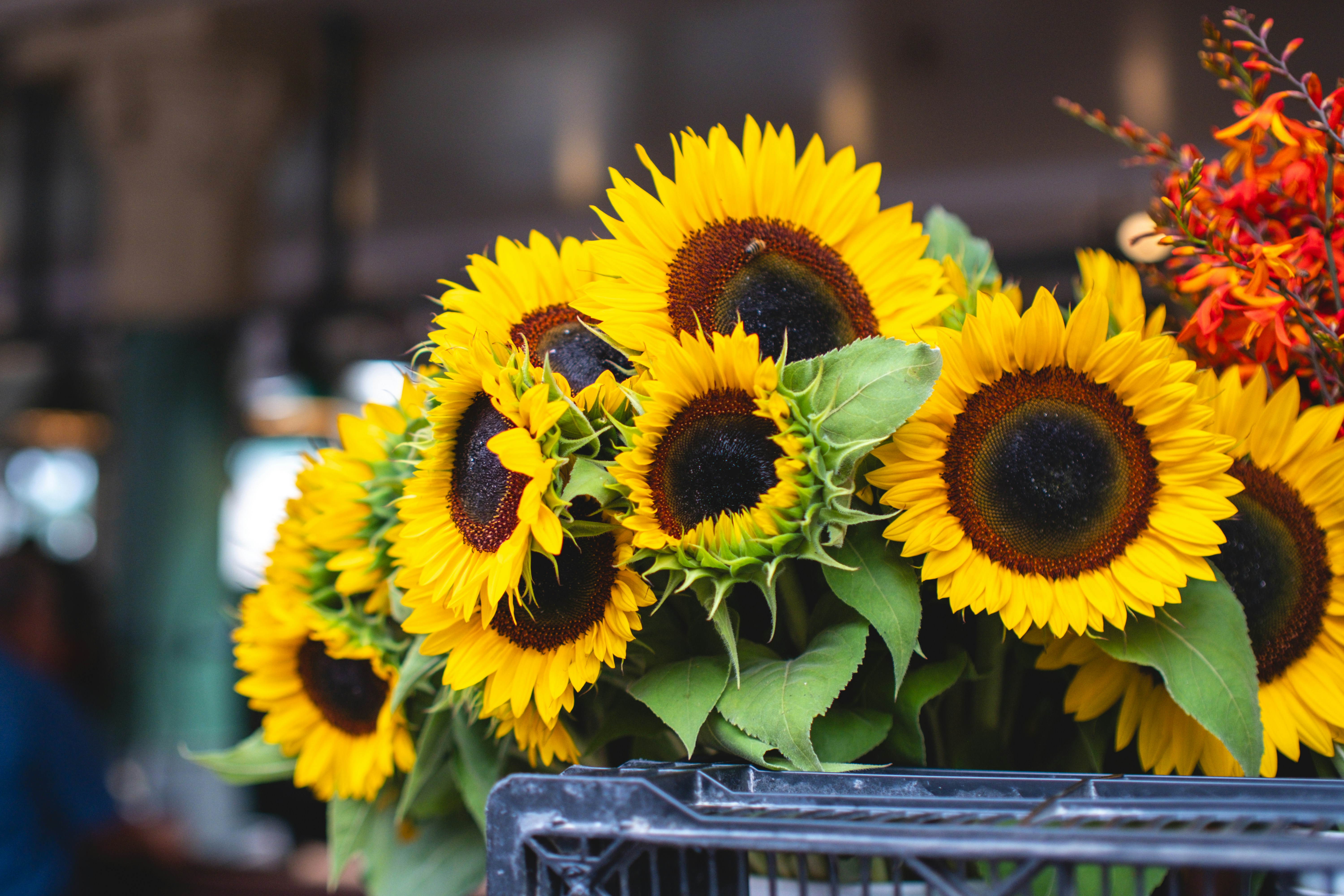 Sunlit Sunflowers in a Market Crate