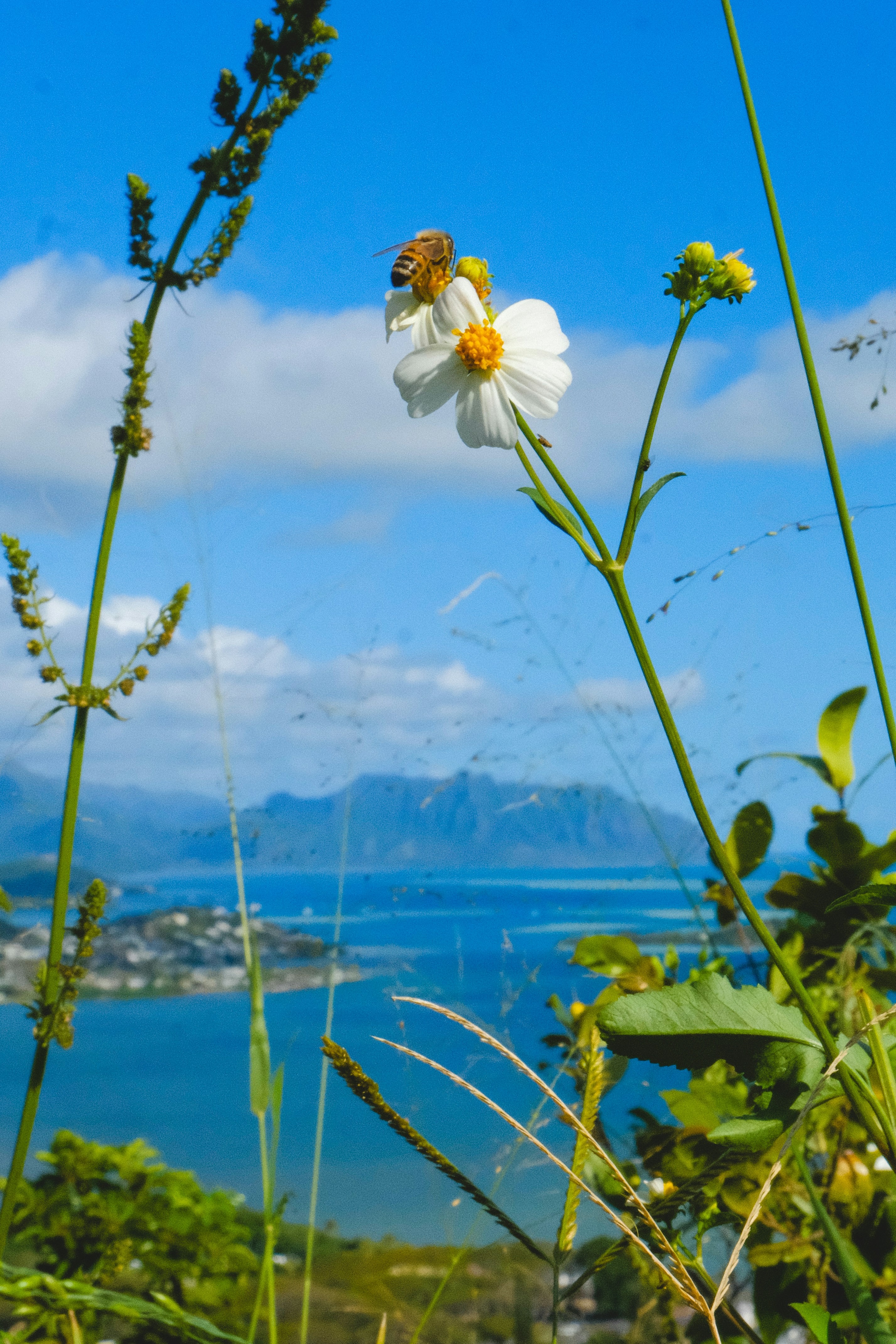 Bee on a White Cosmos Above a Coastal Vista