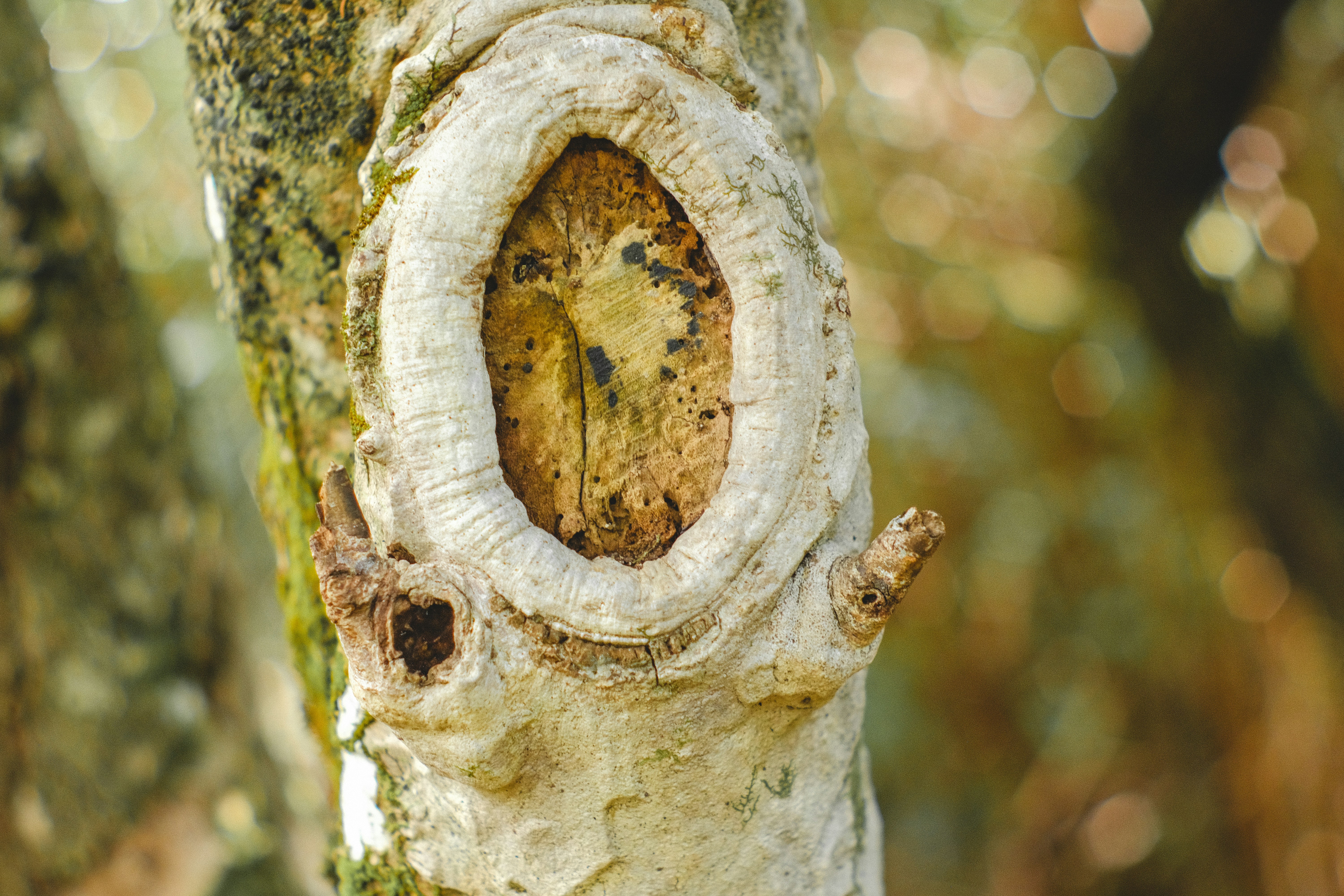 Knot in the Tree: A Weathered Ring Embracing Light