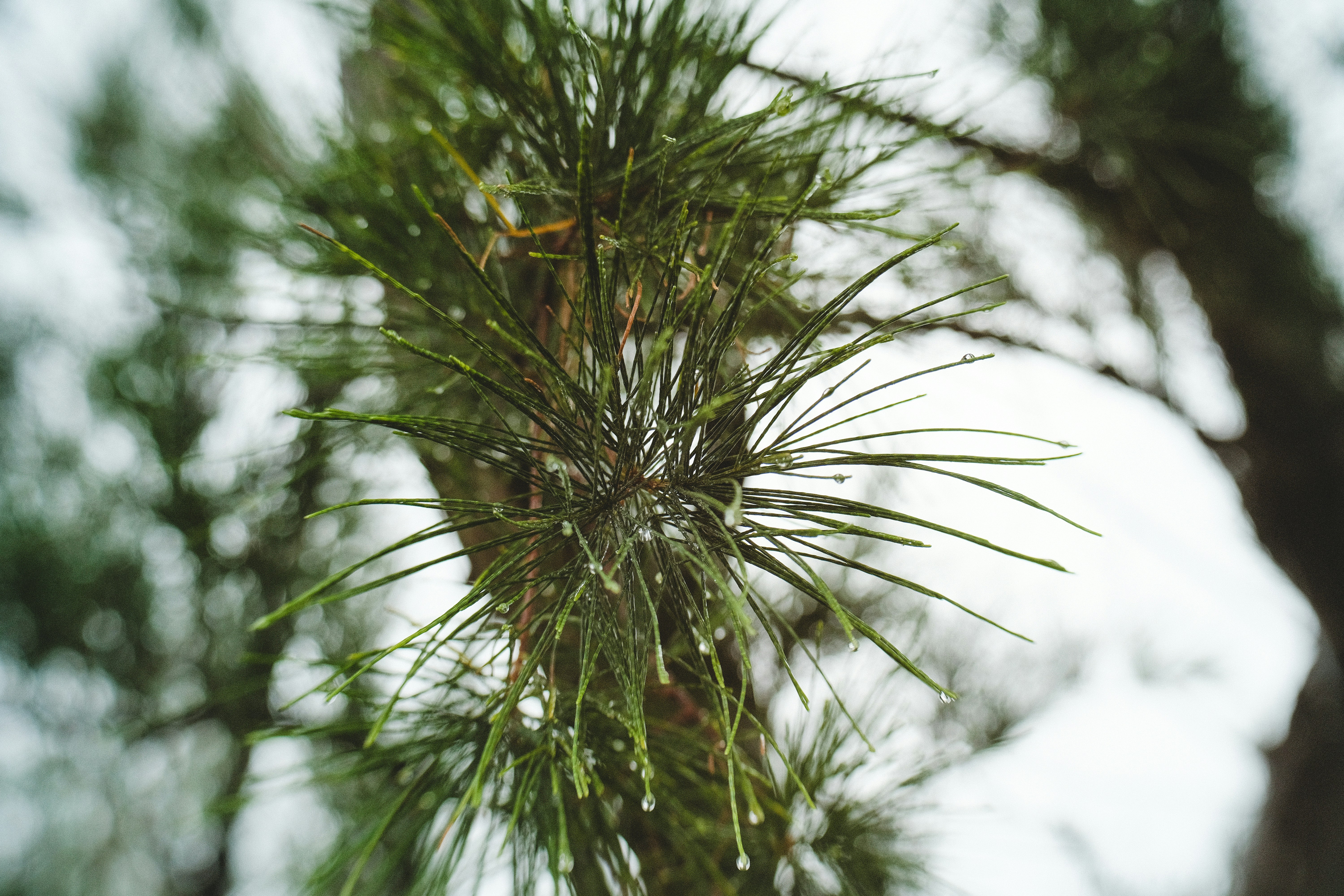 Droplets on Pine Needles: a close-up of winter resin and needles