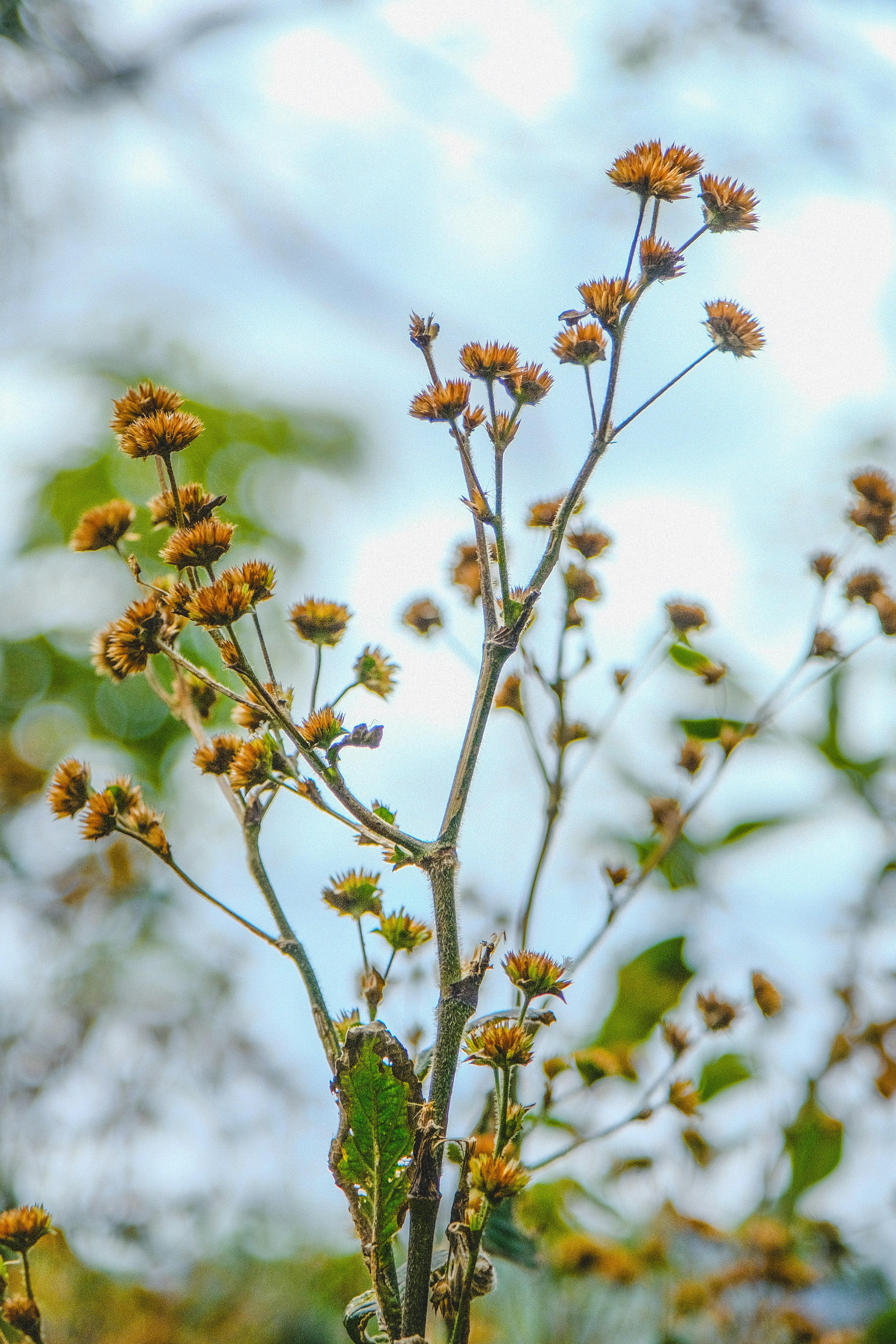 Dry-weave Wildflower Bloom Reaching Toward the Sky