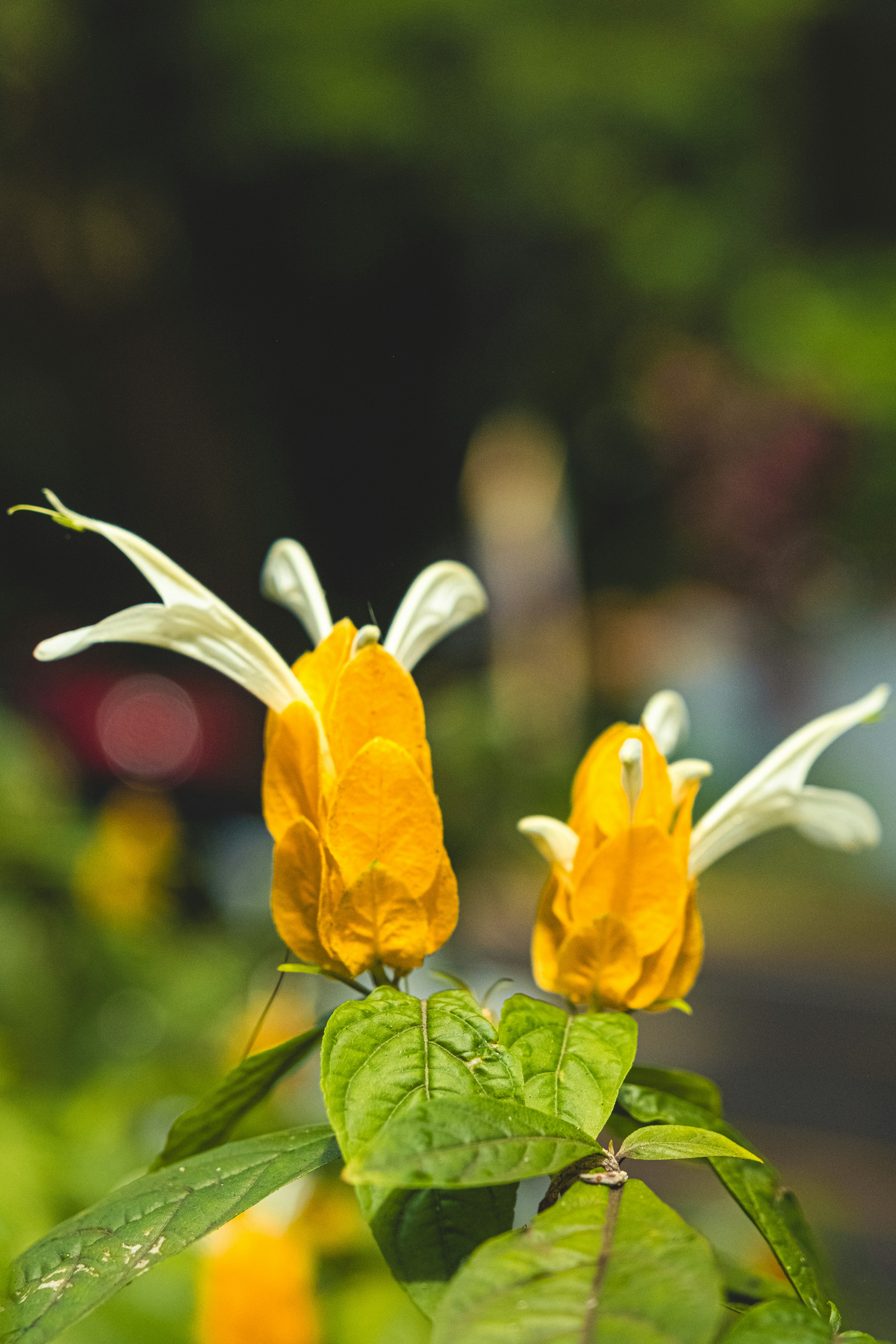Golden Blooms in Soft Focus: A Sunlit Morning Garden Moment