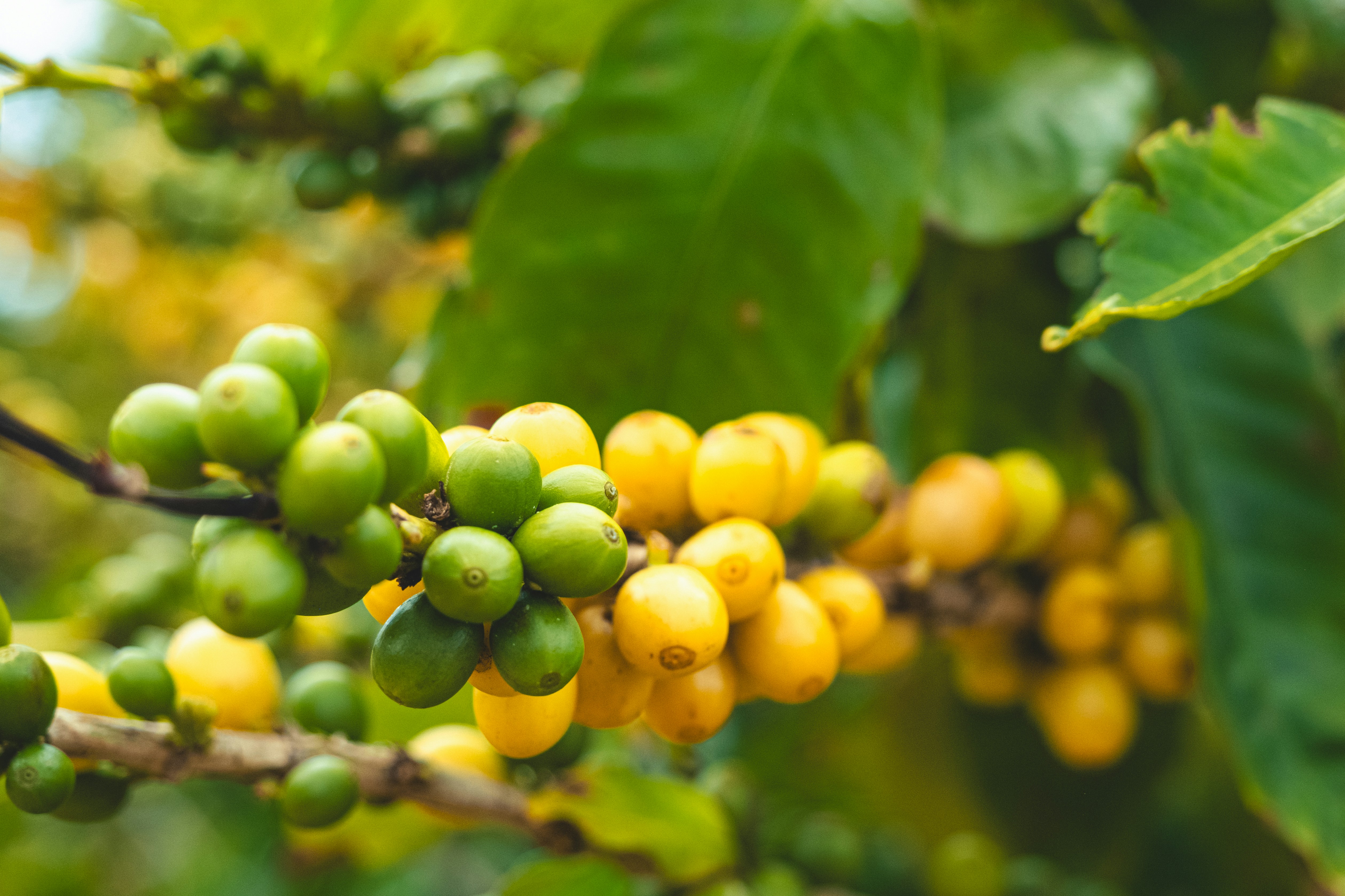 Golden Berries in Focus: A Close Tango of Green and Sunlit Yellow