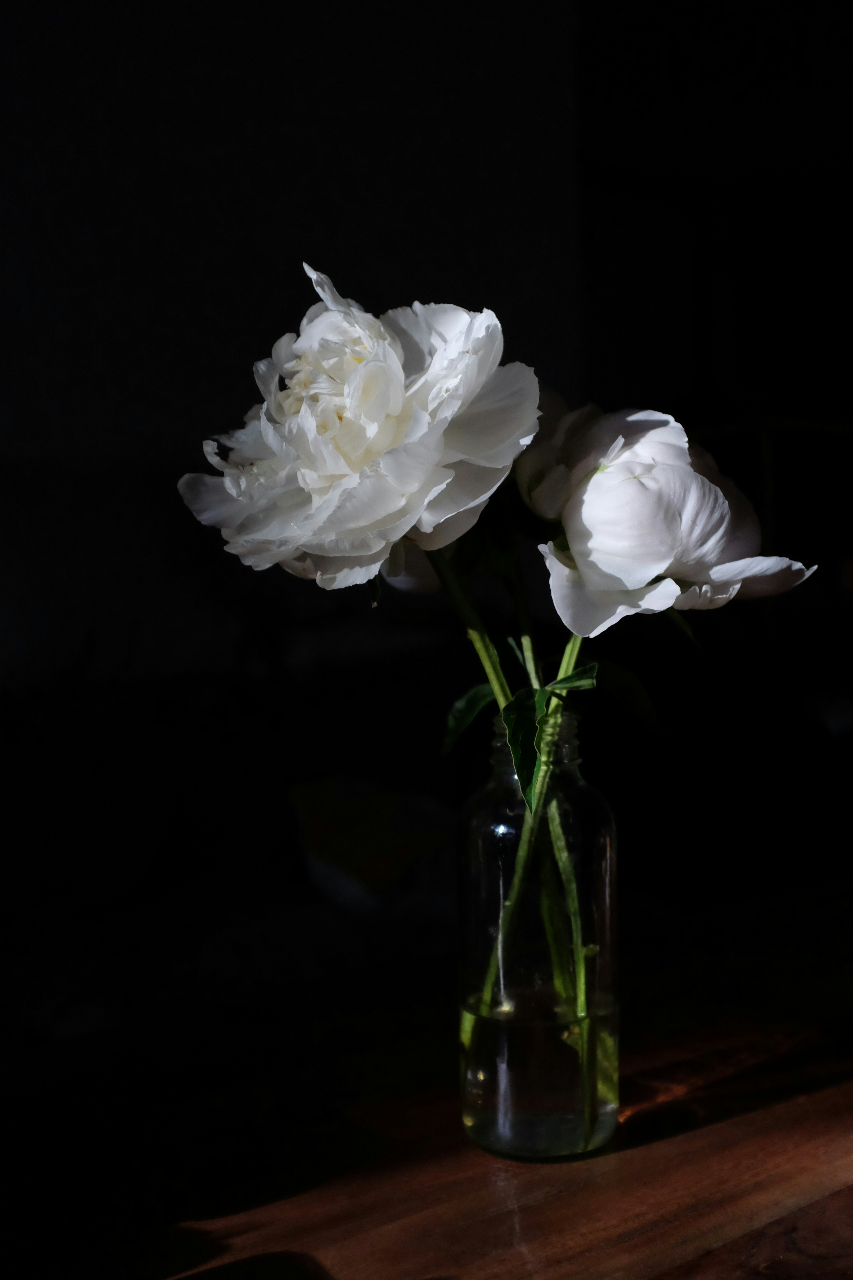 Luminous Peonies in a Glass Vessel