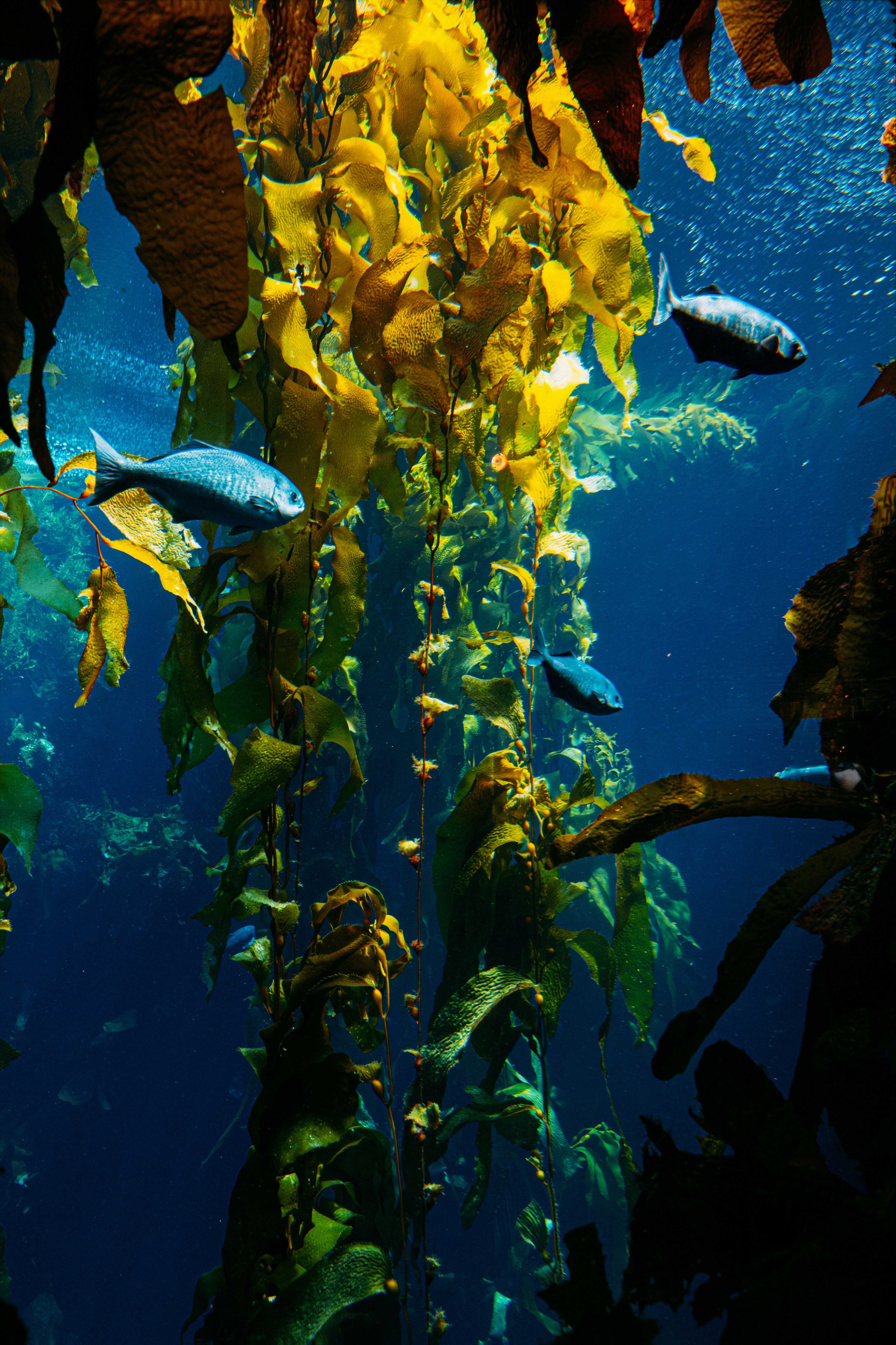Blue Ocean Canopy: Sunlit Kelp Forest with Swarms of Small Fish