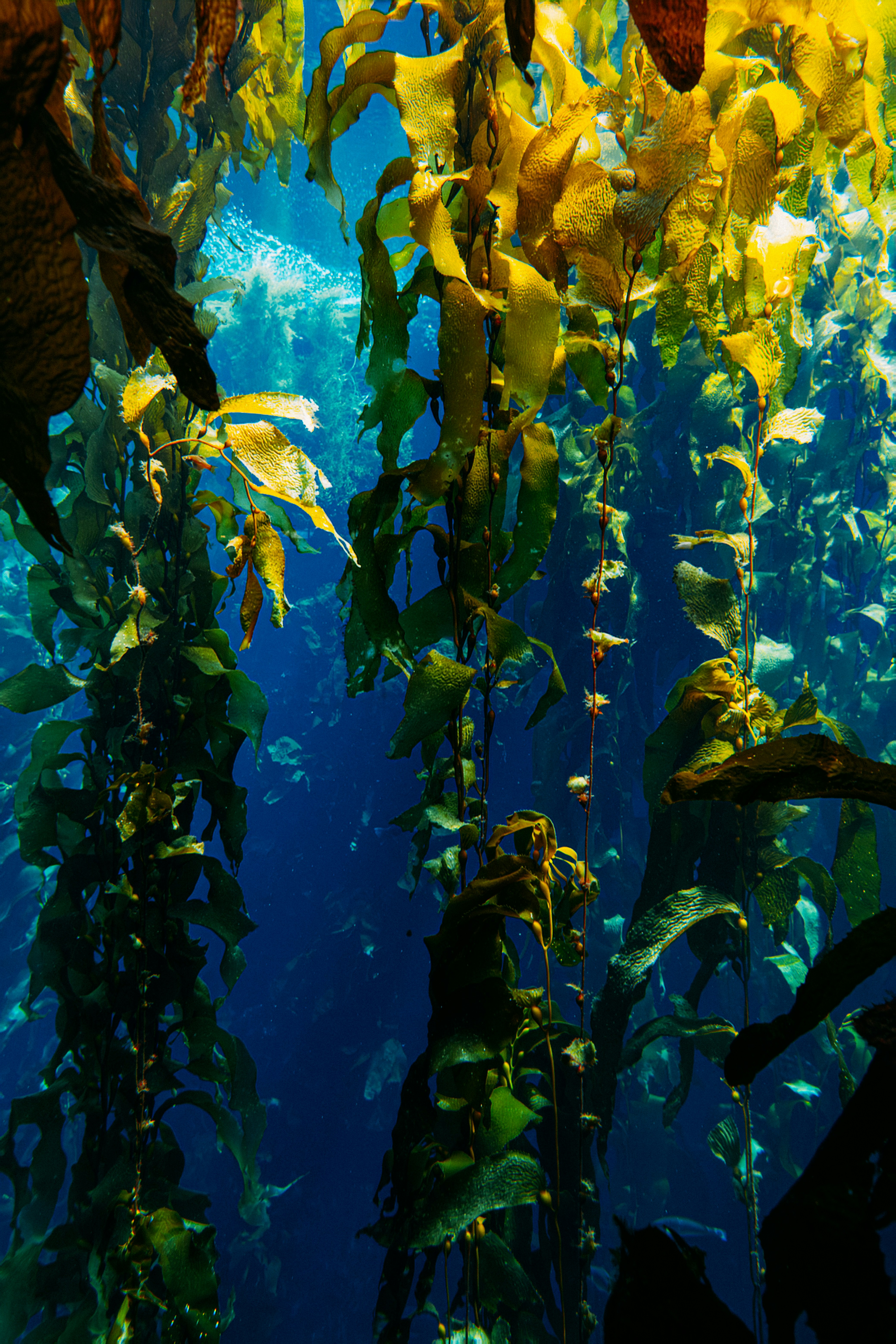 Emerald Canopy: An Underwater Forest of Seaweed Ribbons